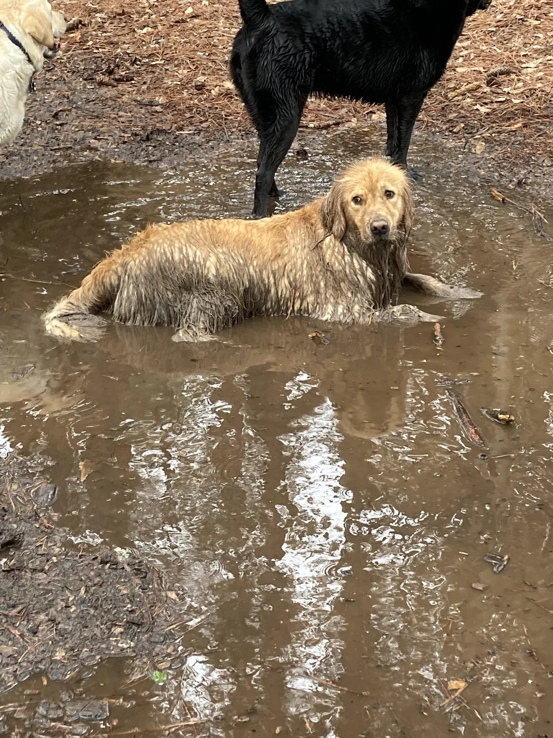Miss Daisy Mae Doing What She Does Best Scrolller