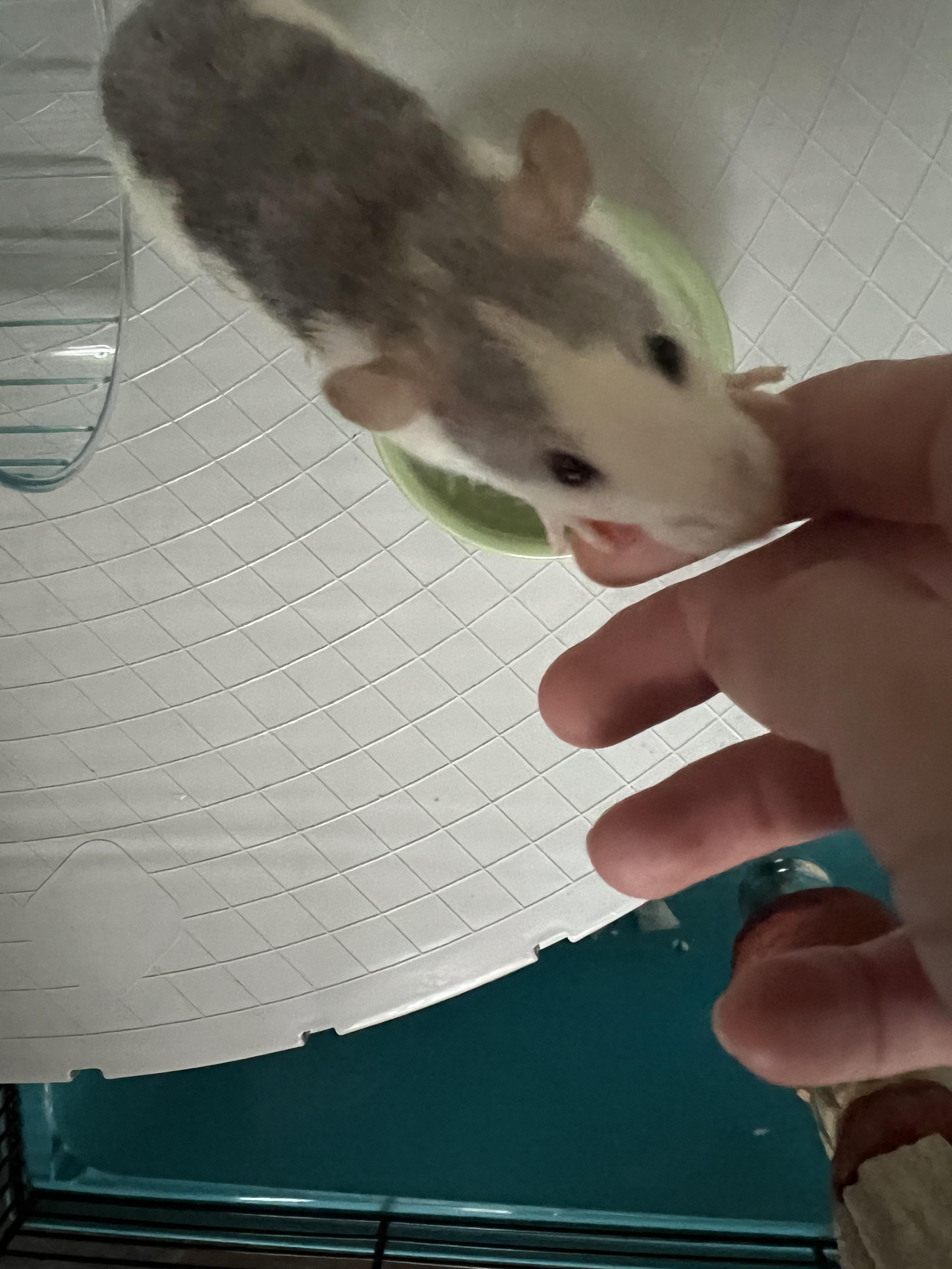 Rat with myco and introducing another rat | Scrolller