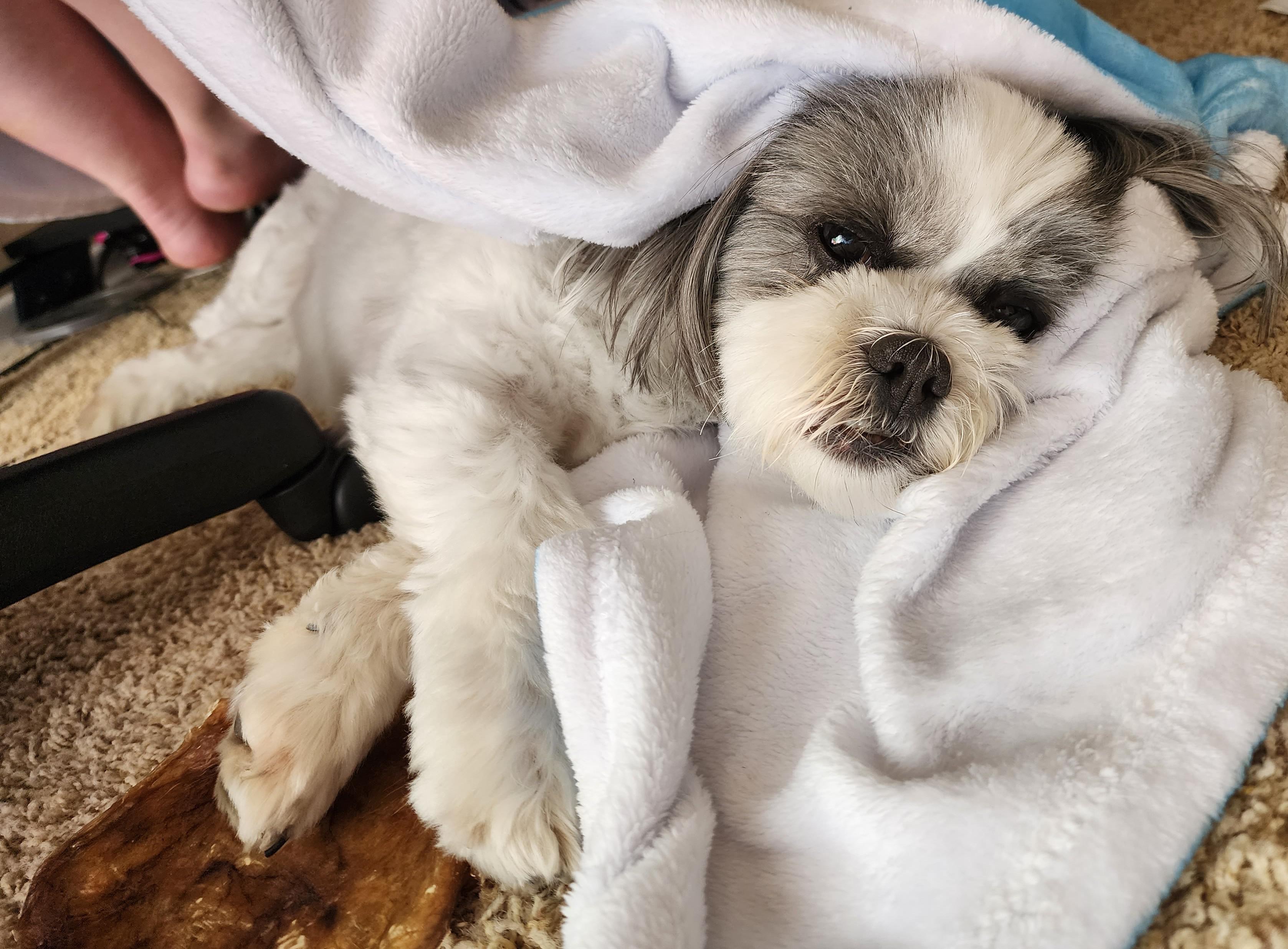 He finds the snuggly spots while I work ️ | Scrolller