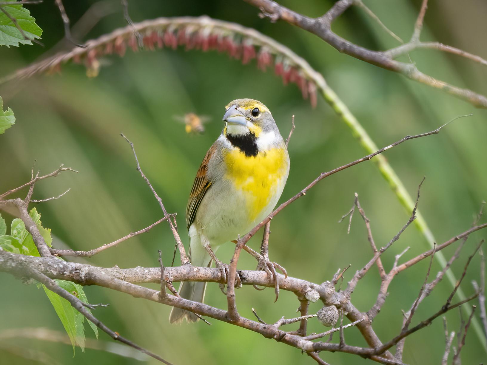 Dickcissel (and bee) | Scrolller