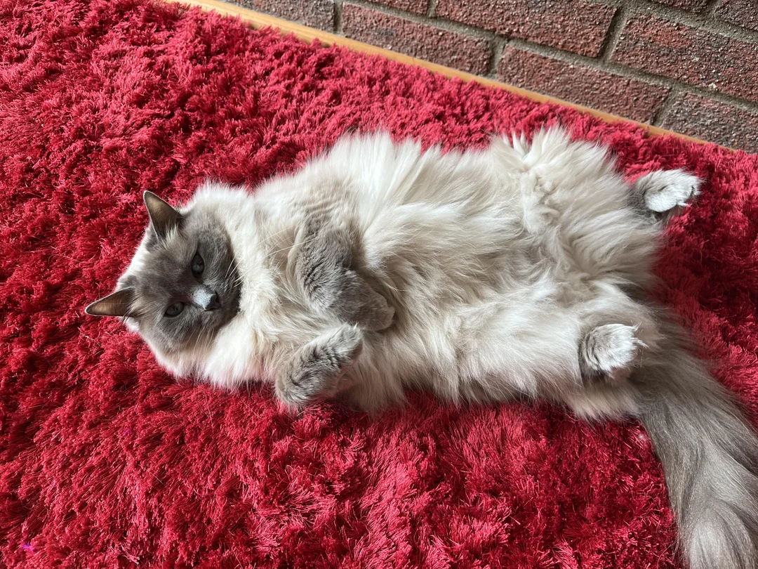 Floofy lady | Scrolller