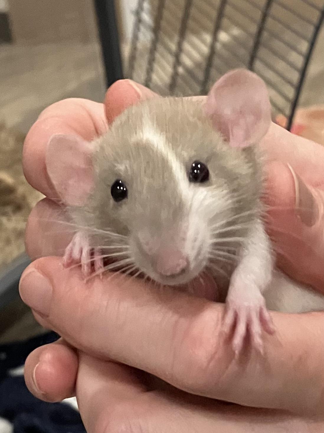 A loyal servant of the dark lord Sauron | Scrolller