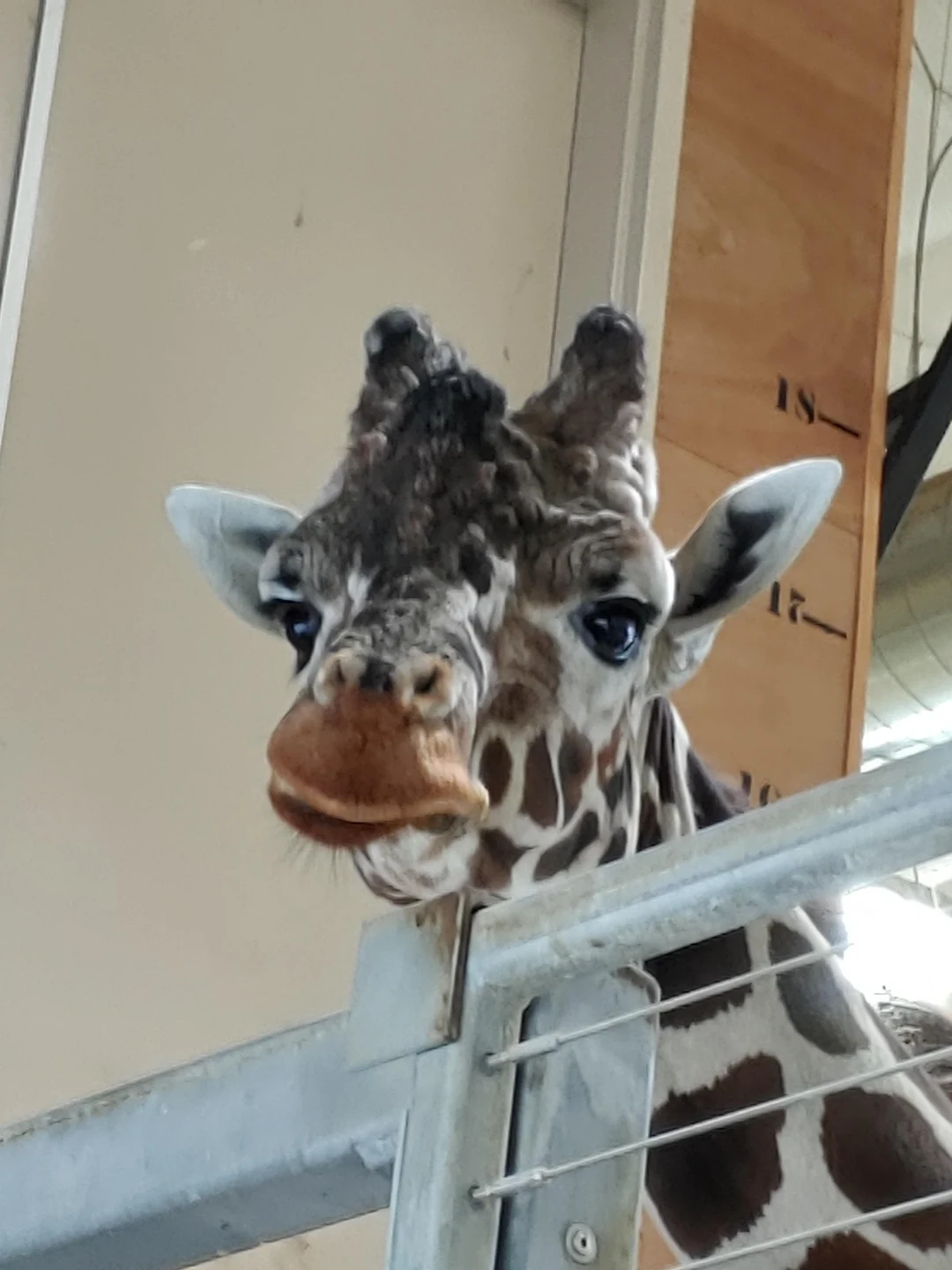 What are the Lumps? | Scrolller