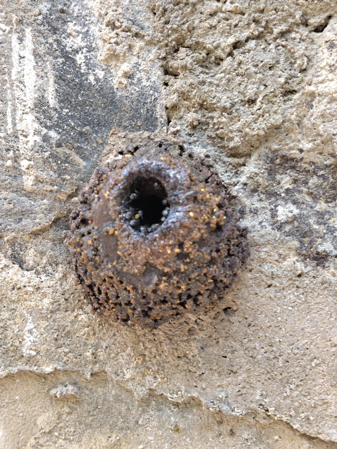 Some sort of cursed insect hole in Sri Lanka. Would not recommend , 0/10 | Scrolller