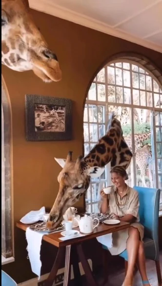 Would you share your breakfast with a giraffe | Scrolller