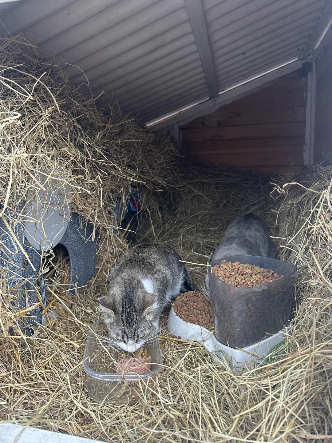 Freezing weather and barn cats | Scrolller