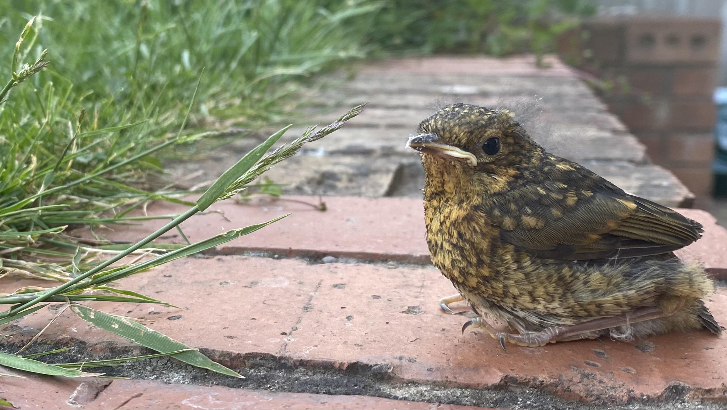 Baby Blackbird | Scrolller