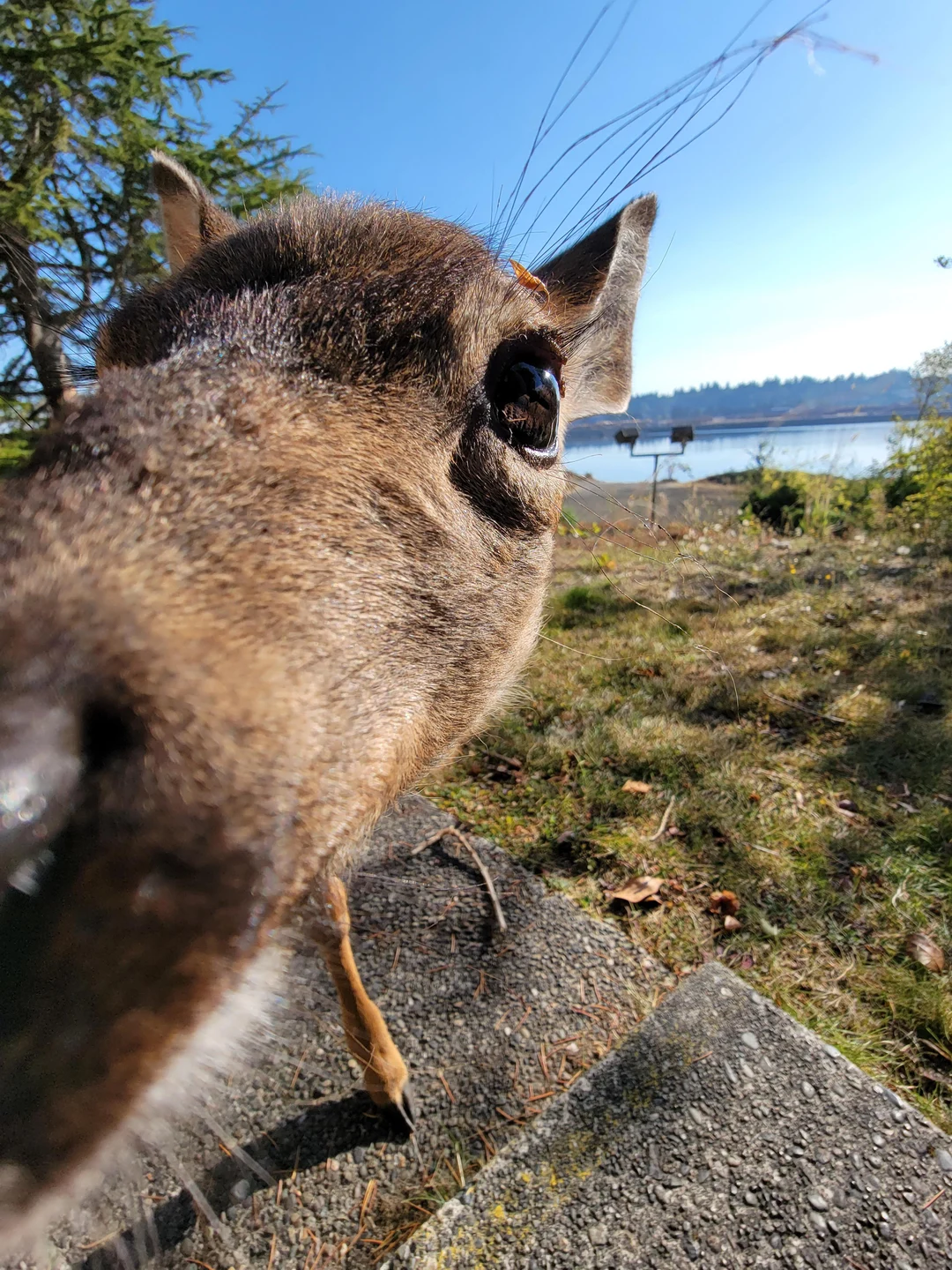 POV: The boop | Scrolller