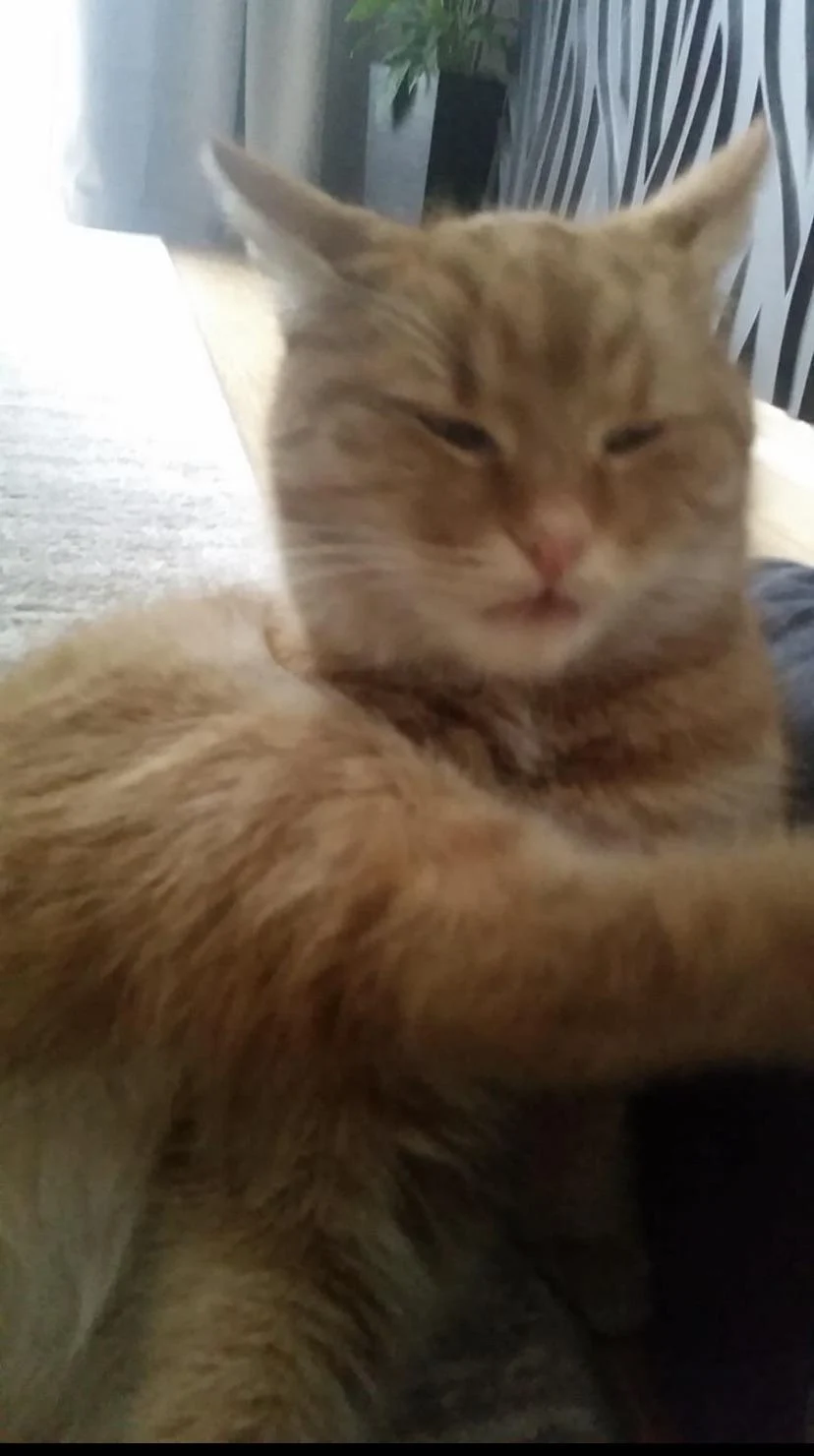 My cat being a derp | Scrolller