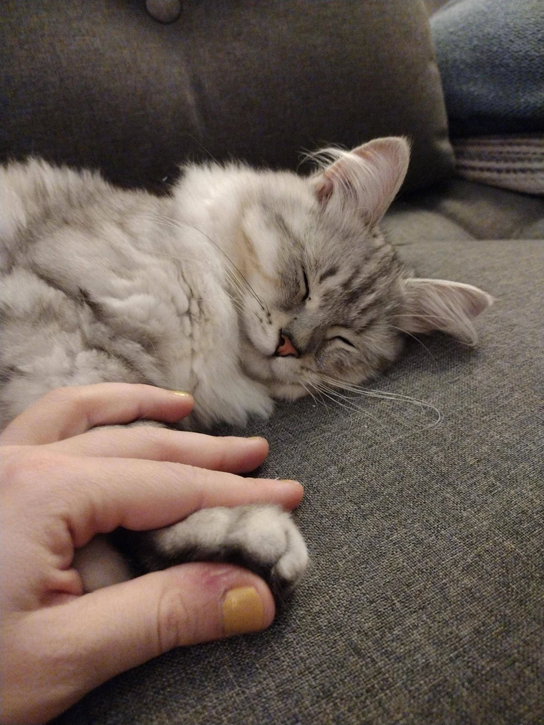 Can't help falling in love with this paw | Scrolller