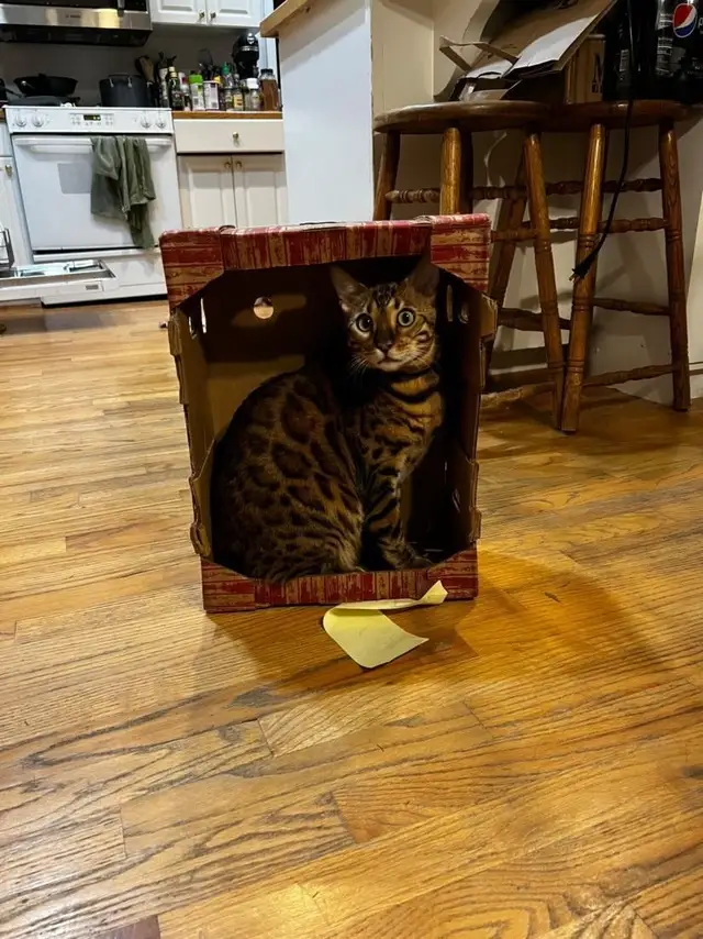 Vertical trap used successfully | Scrolller