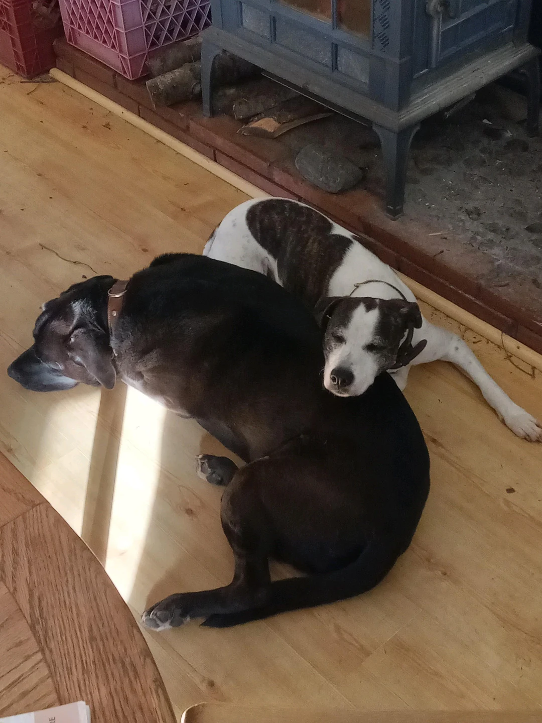 It’s my cake day, here’s a photo of my dogs enjoying the fire! | Scrolller