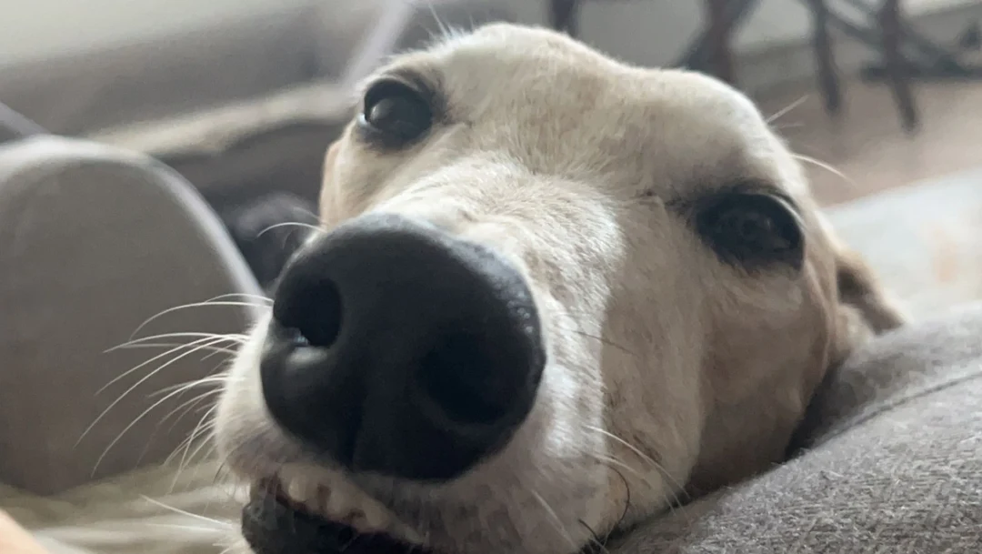 Hi there! It's Lito again 😁 | Scrolller