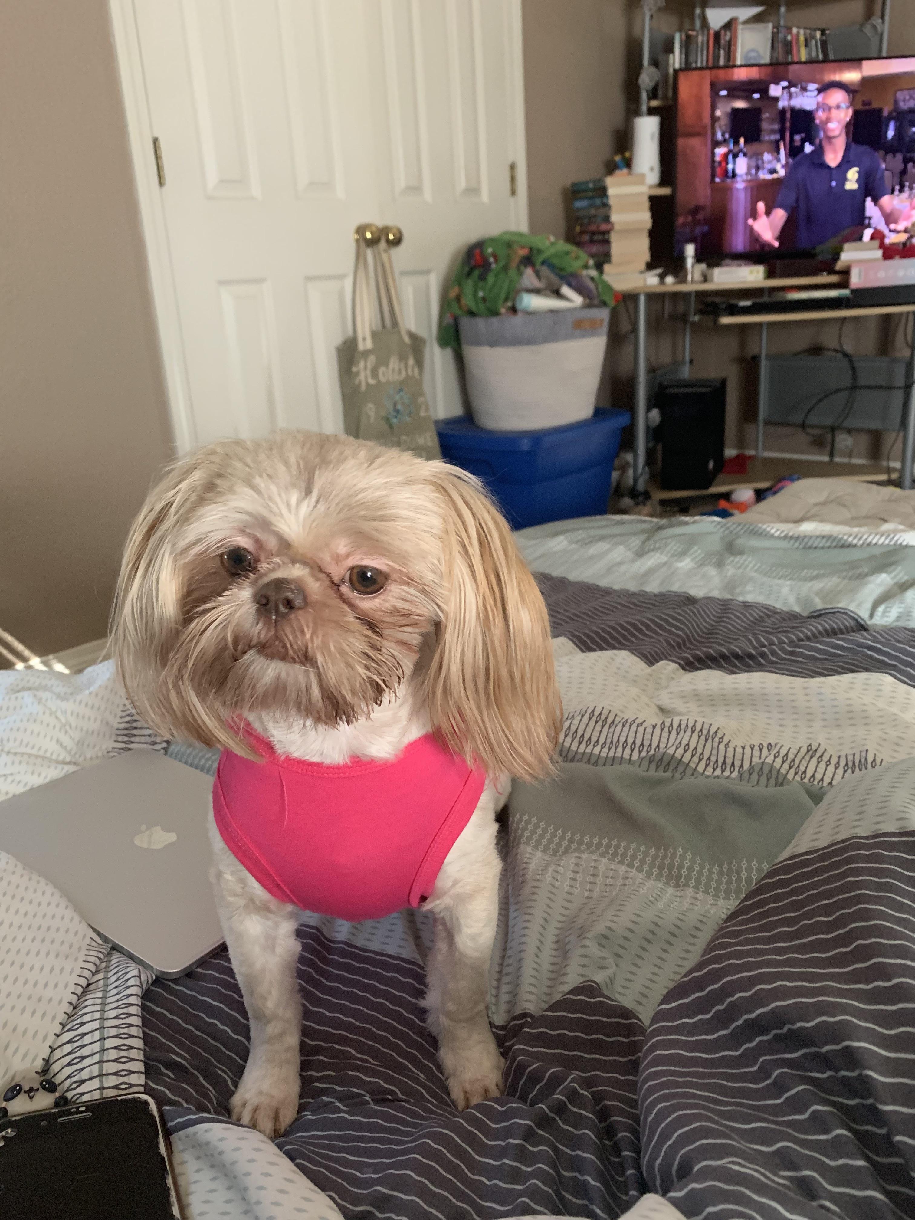 what is your tzu’s oddest and/or most endearing behavior? | Scrolller