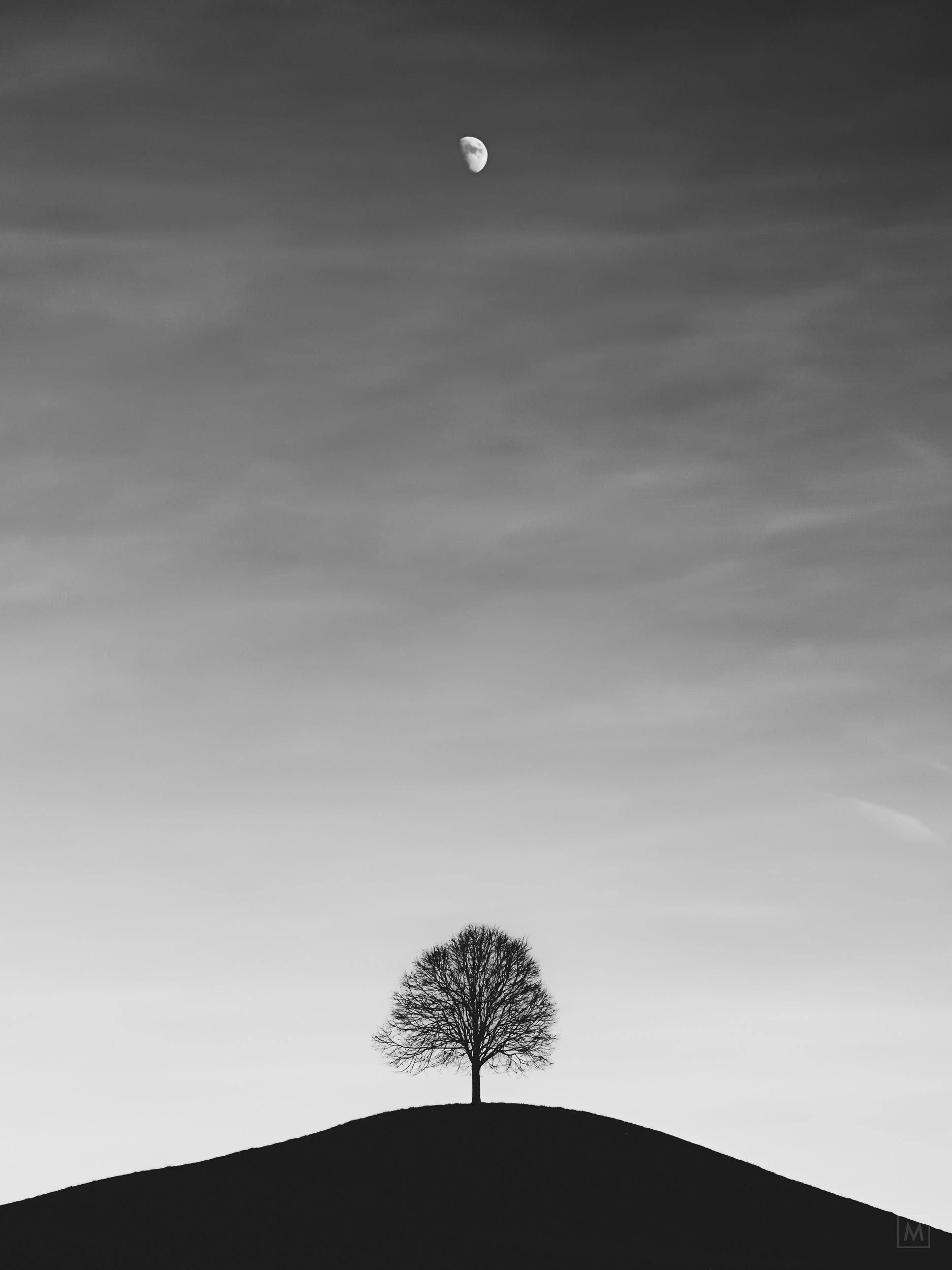 Rising Moon, Tree | Scrolller