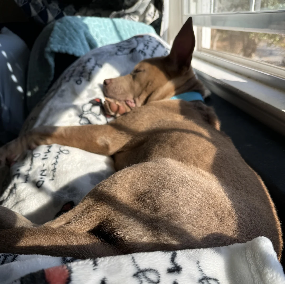 Scooby’s Sunday sunshine snooze | Scrolller