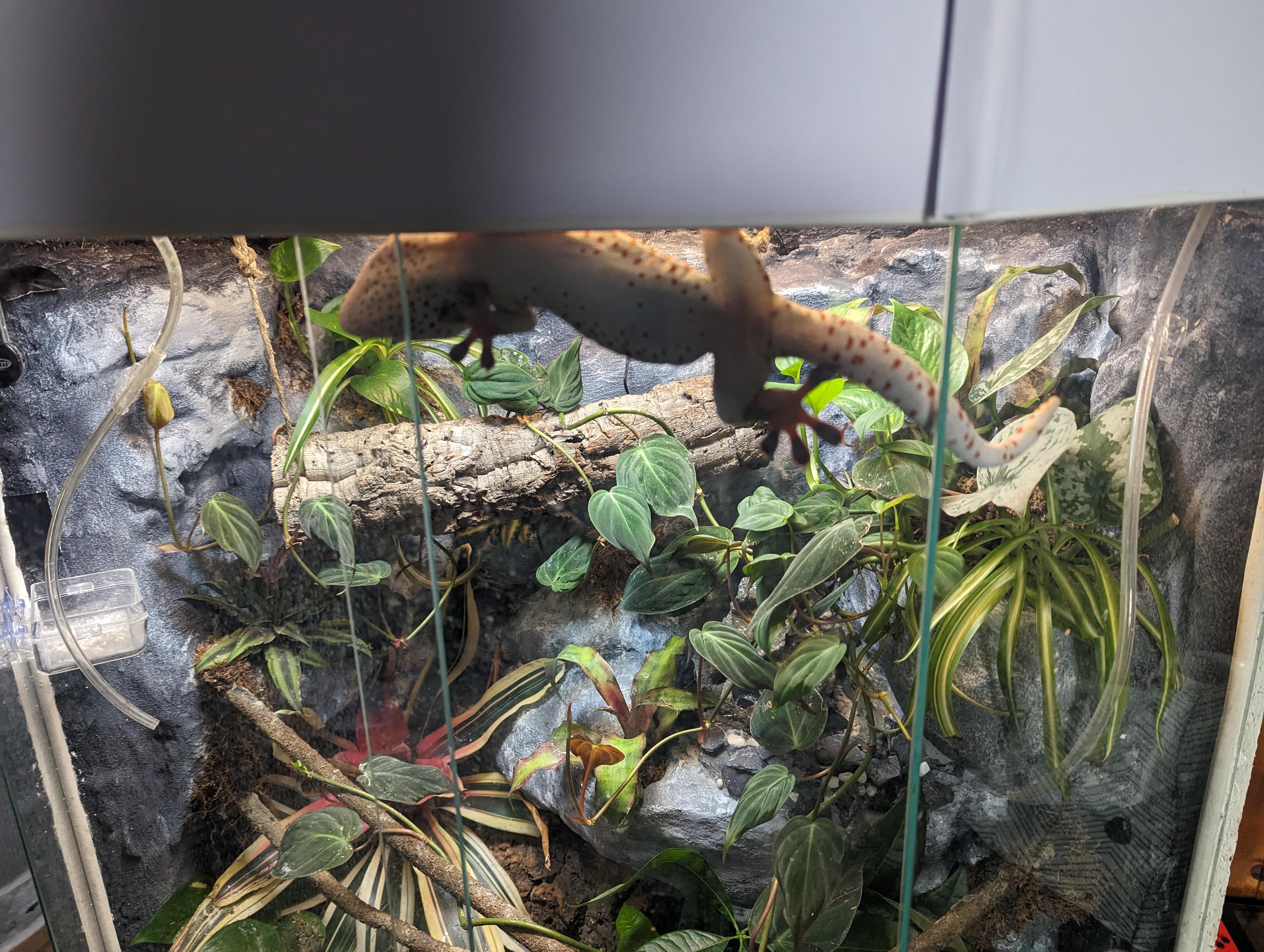 Little destroyer | Scrolller