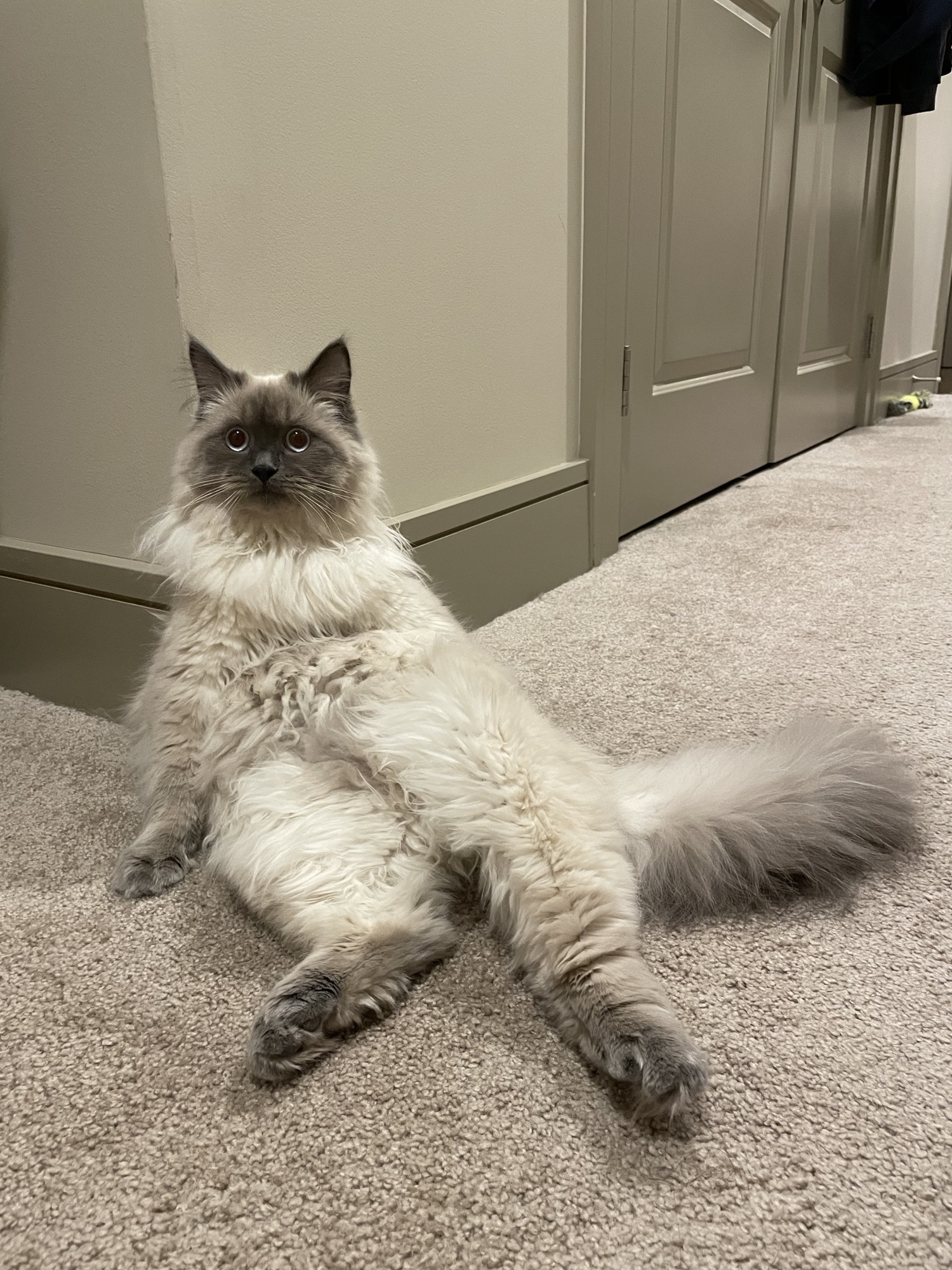 Classic Siberian pose | Scrolller