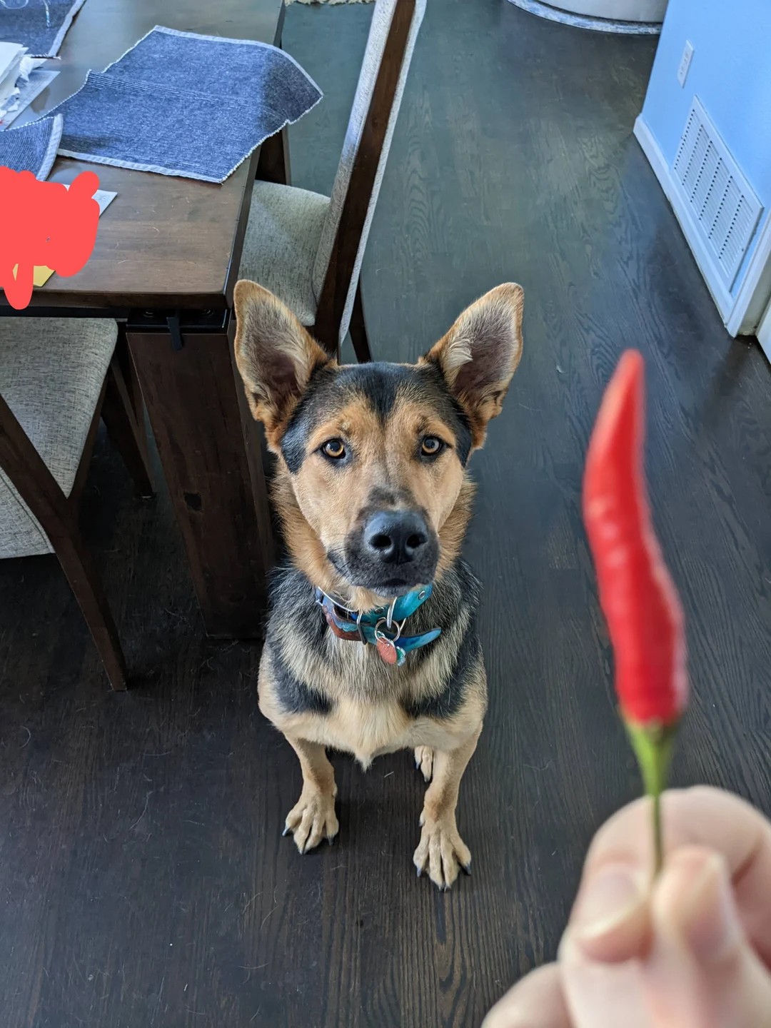 My dog begging for the worst mistake of his life. No, he did not get the pepper. | Scrolller