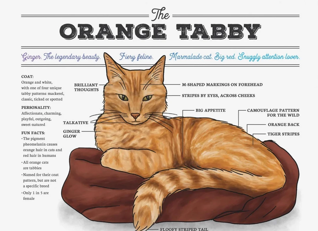 The Orange Tabby | Scrolller