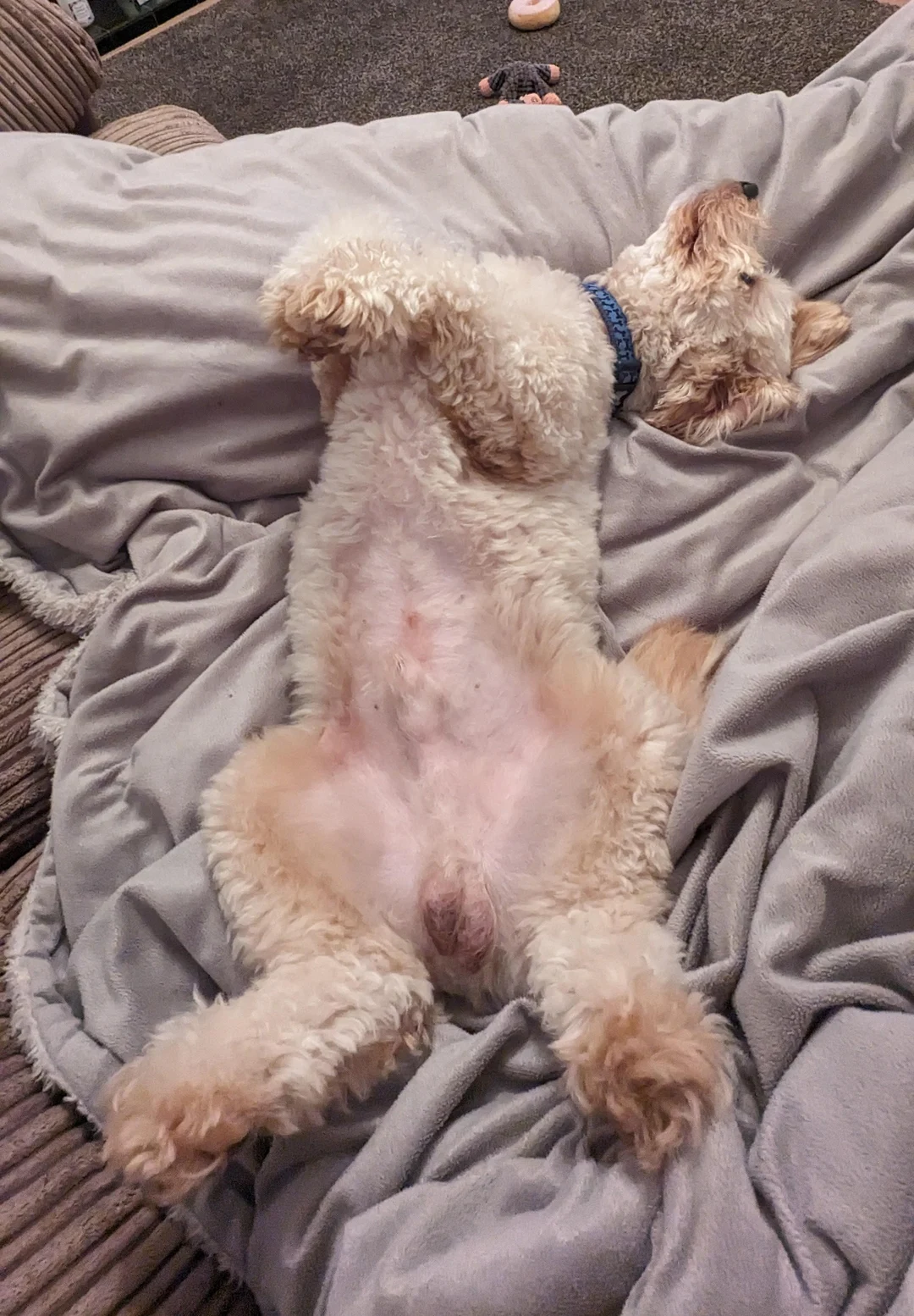 Always has to sleep in such awkward looking positions - liquid pup! | Scrolller
