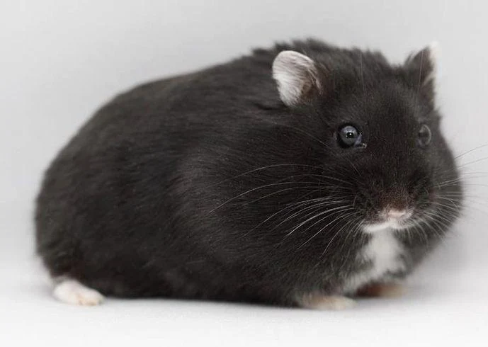 This Cute Black Hamster 🐹 | Scrolller