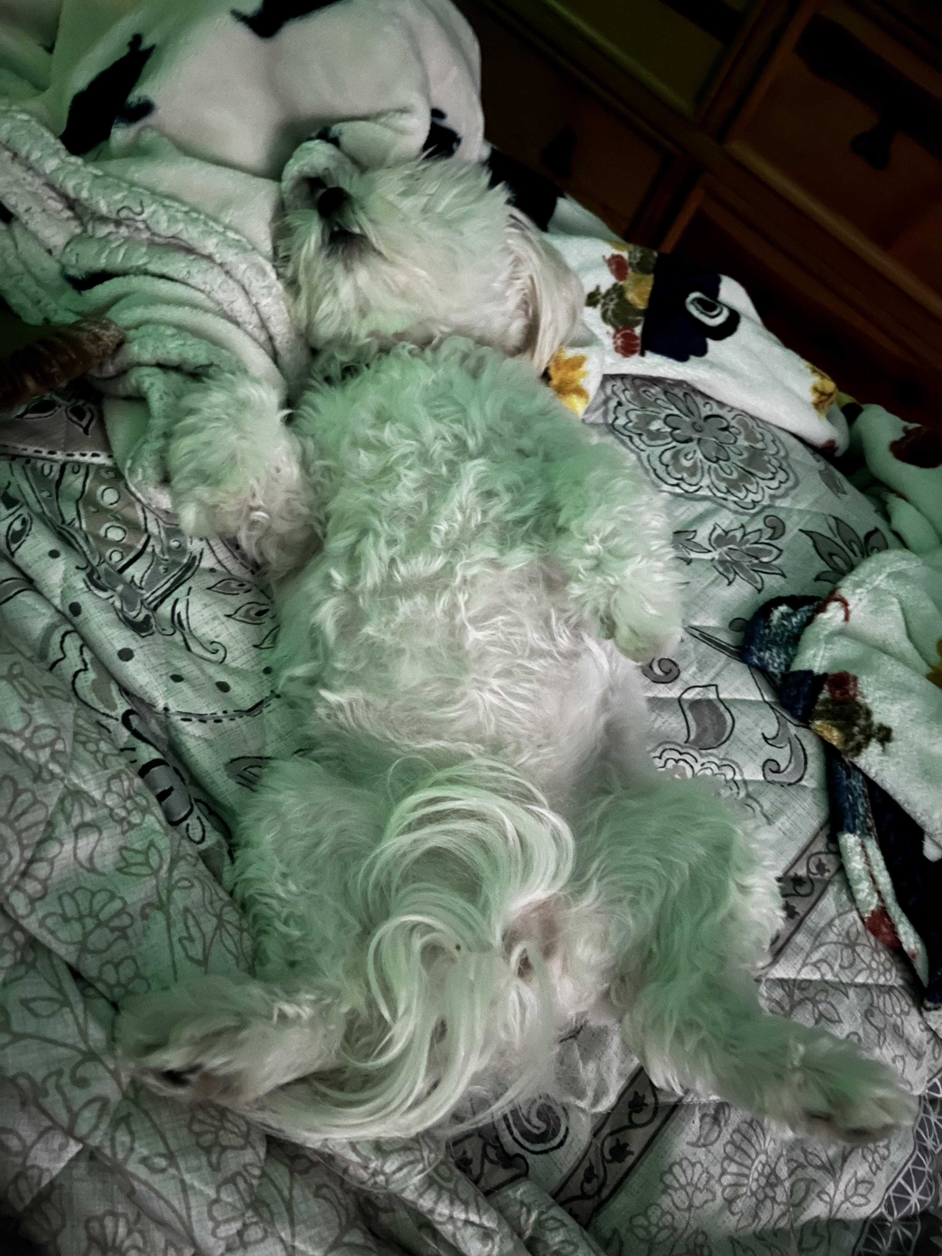 Snoozing 😴 | Scrolller