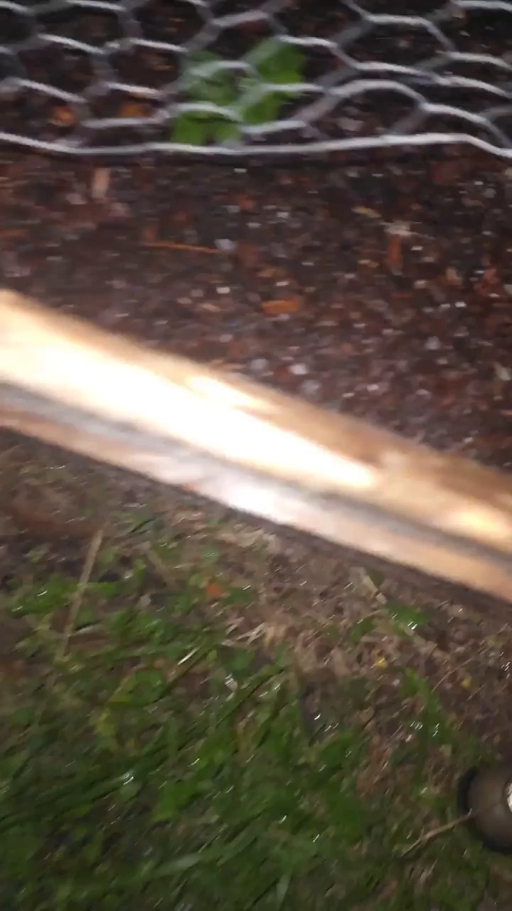 My gentlemanly wolfy was back this evening! Please ignore my commentary >.> | Scrolller