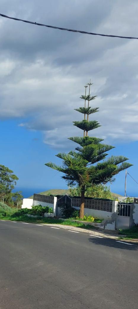 What's the name of this plant pls? Photo is from Gran Canaria. Is it a relative of Monkey Puzzle ...