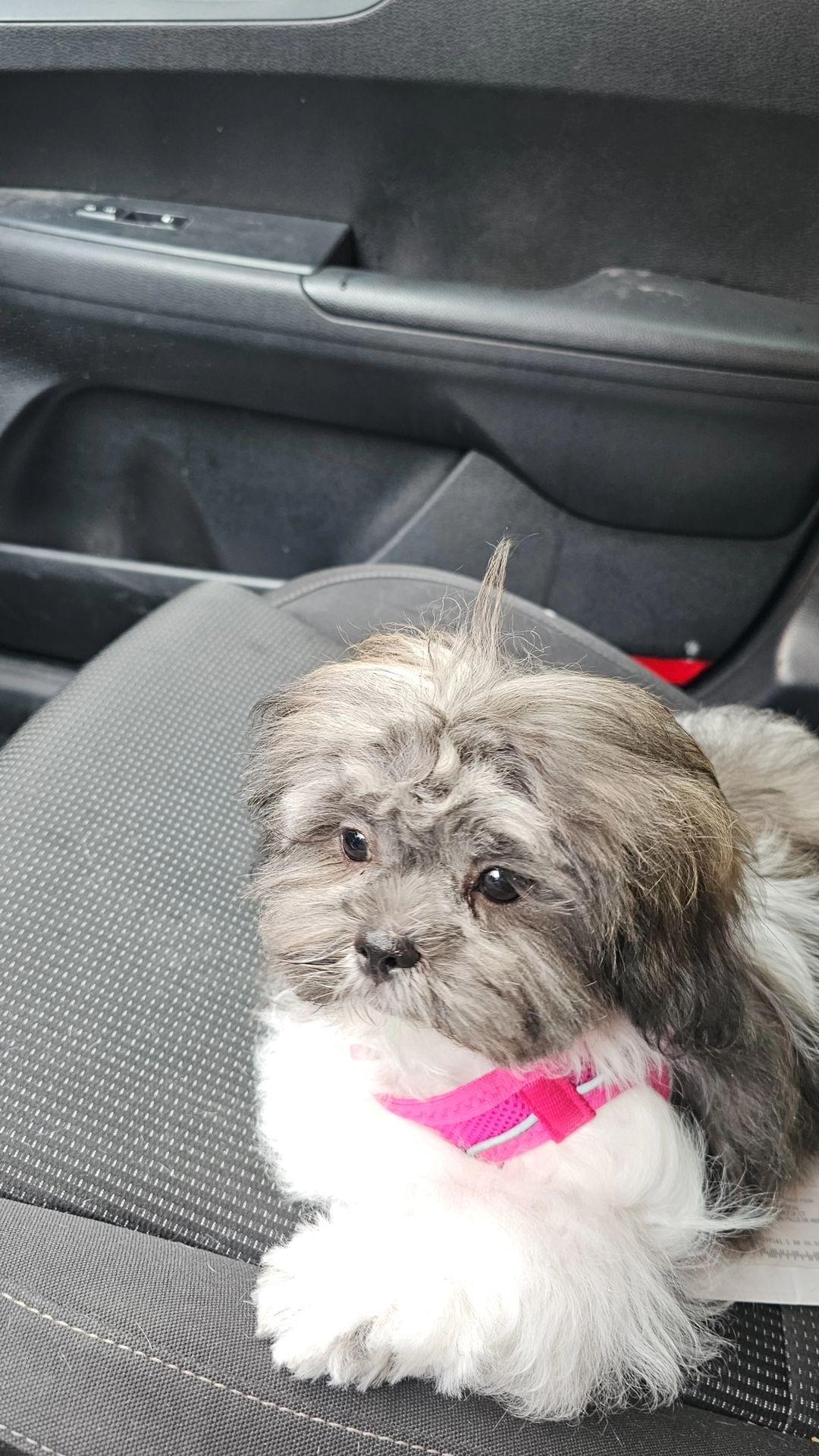 Lia's 1st grooming | Scrolller