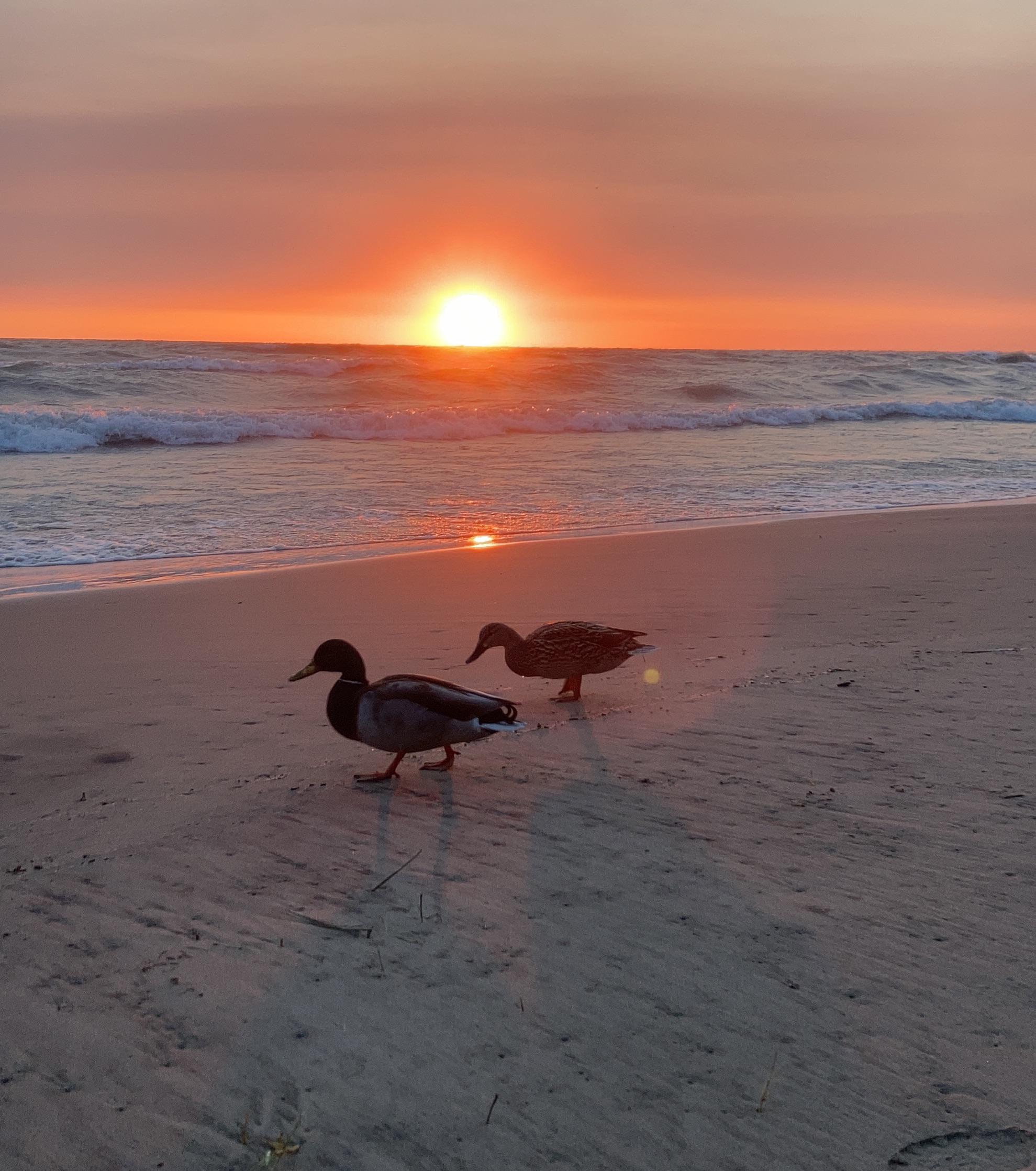 Happy ducks | Scrolller