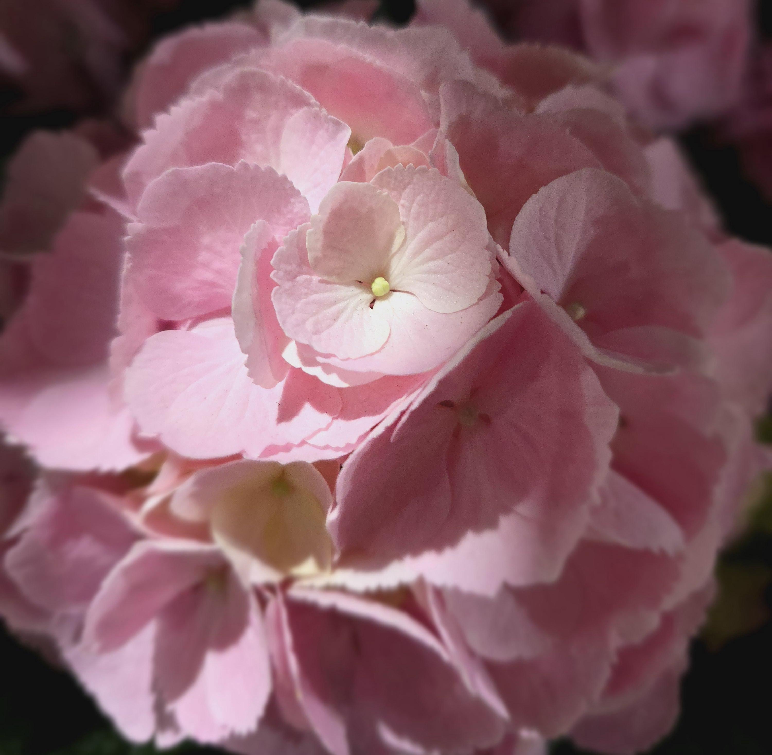 Discover more like Flowers: Hydrangea and Related Content | Scrolller