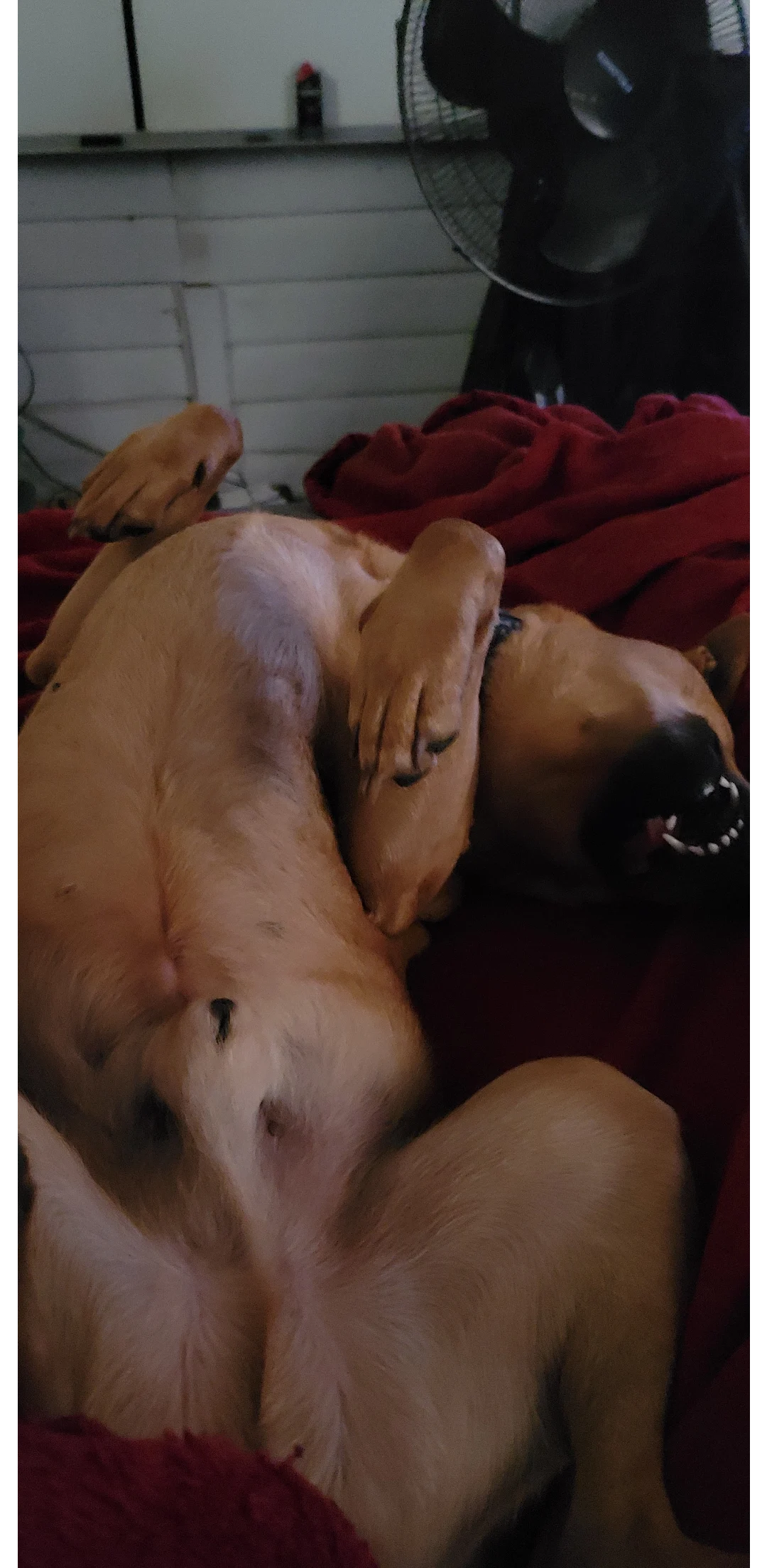 More of Sam | Scrolller