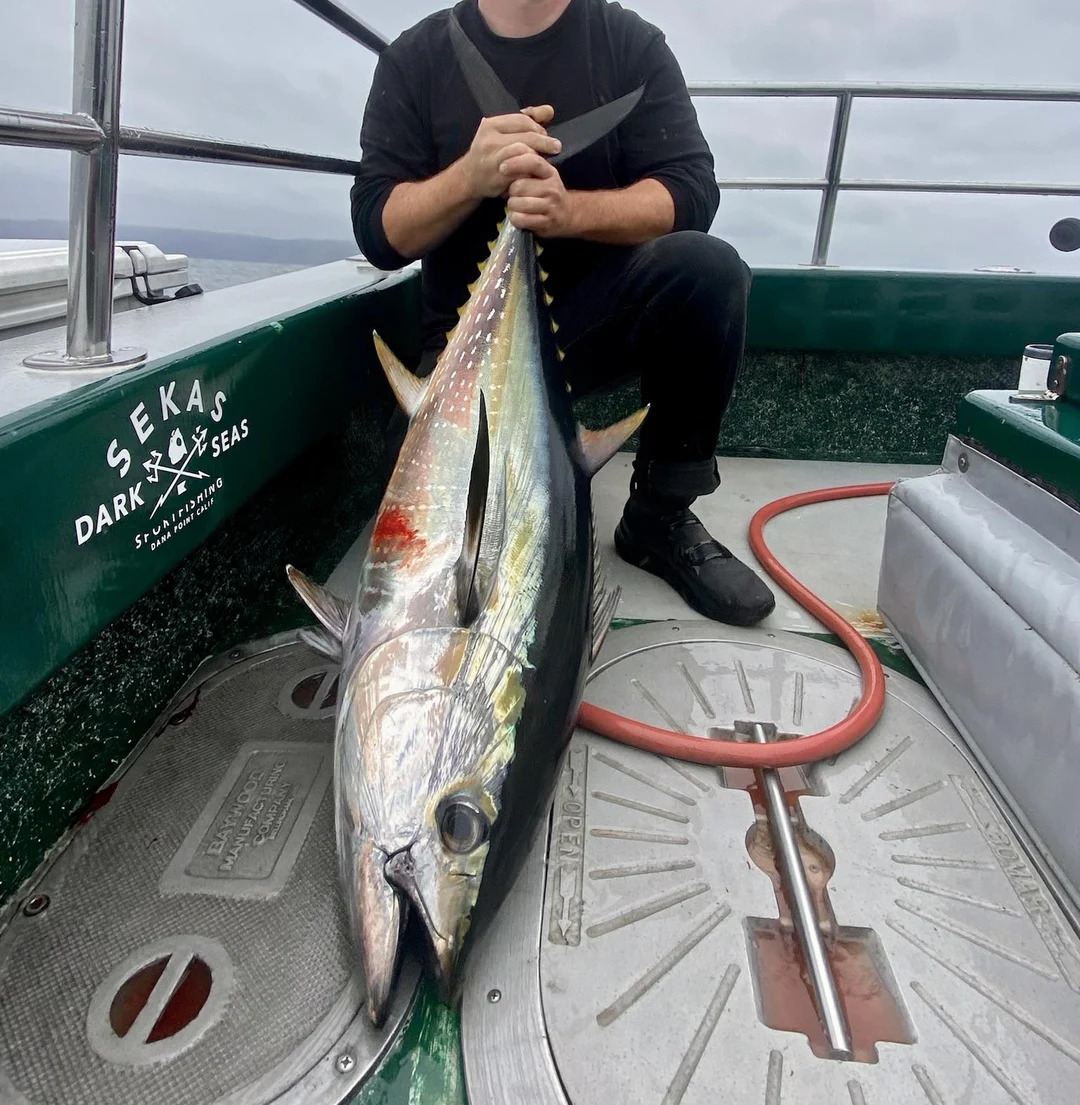 Got on some particularly nice grade yellowfin in SoCal yesterday. My first tuna! | Scrolller