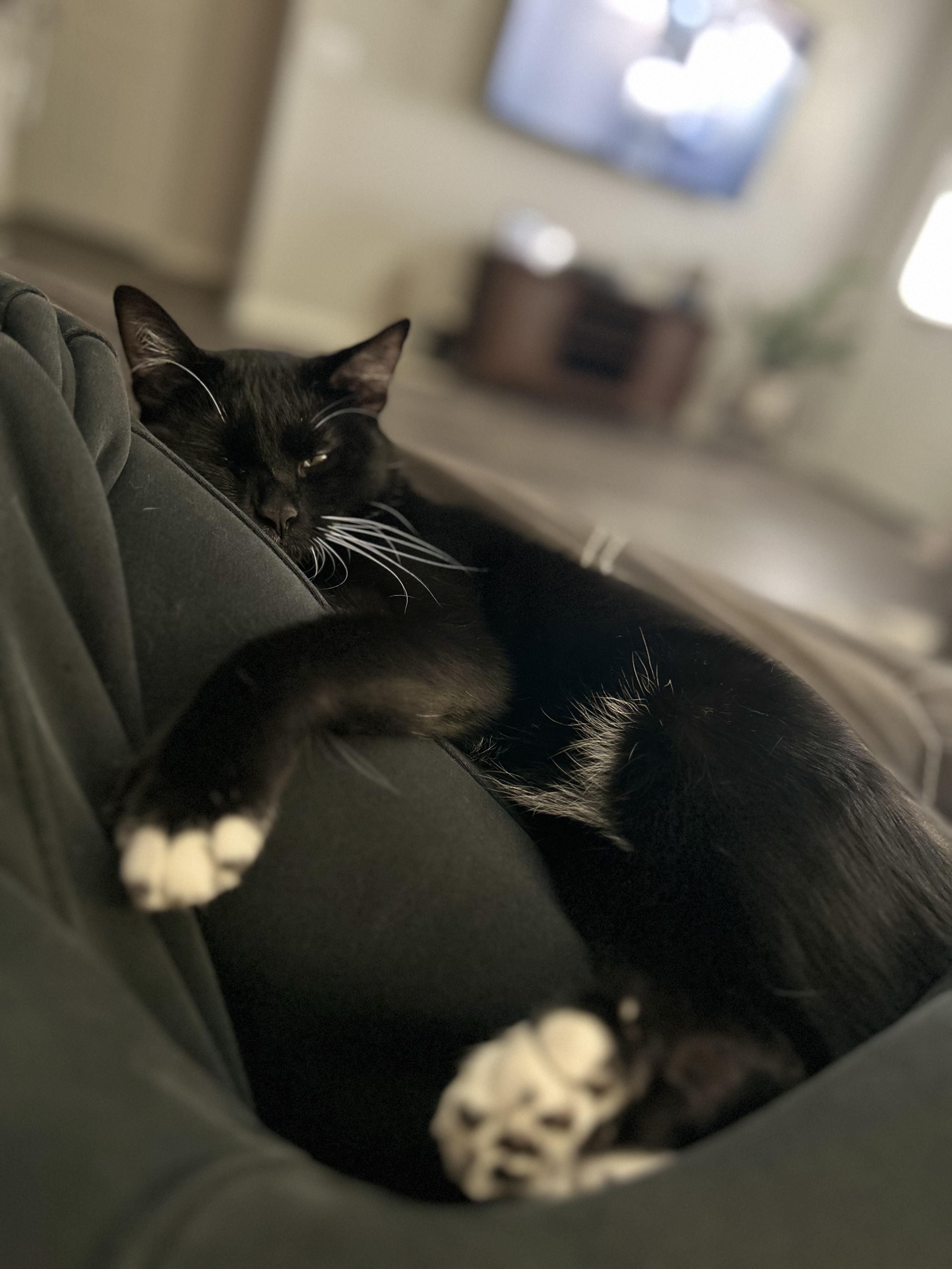 Hi this is Luna-tic | Scrolller