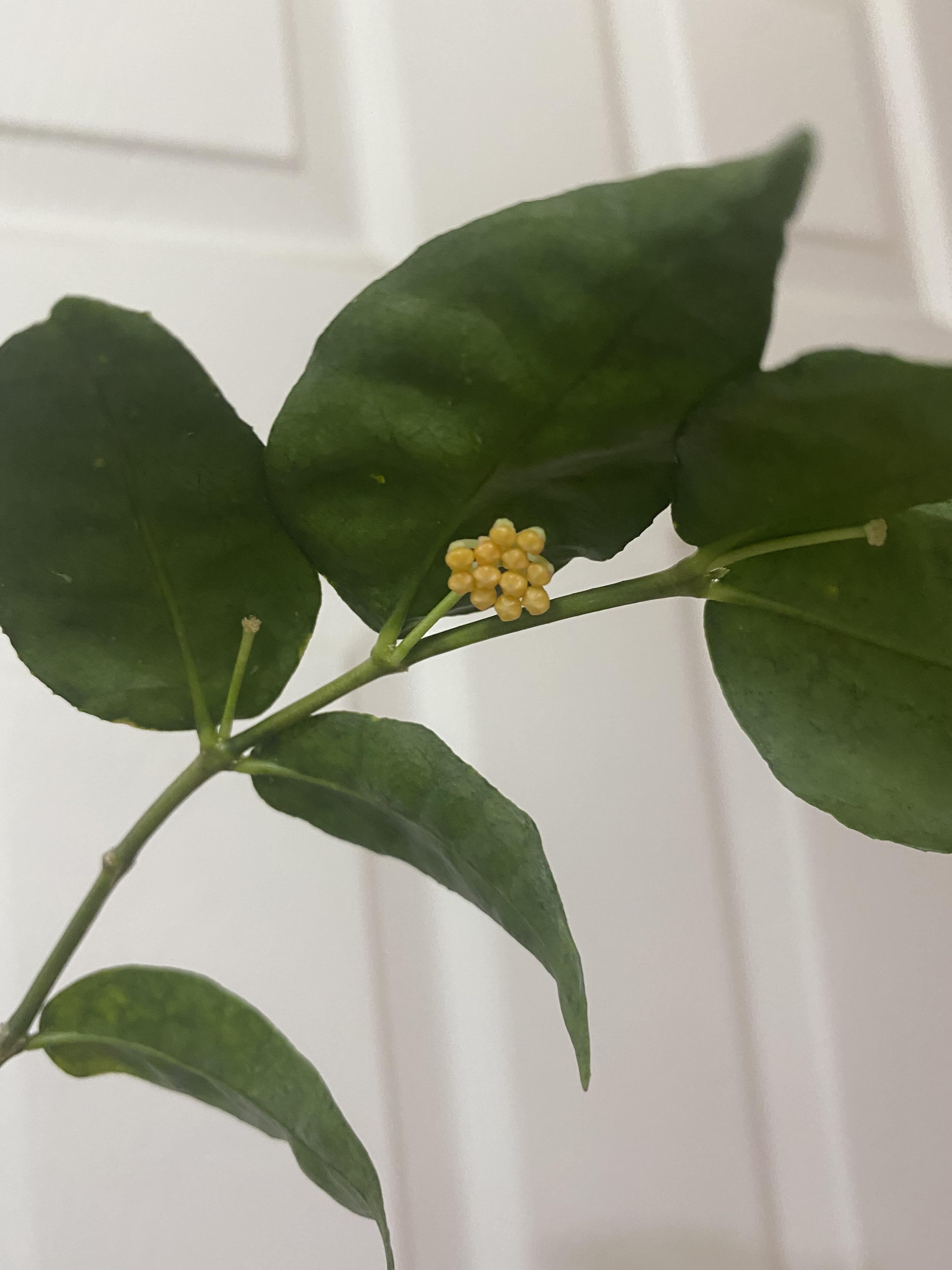 Hoya ignorata somehow becoming one of my first earned blooms | Scrolller