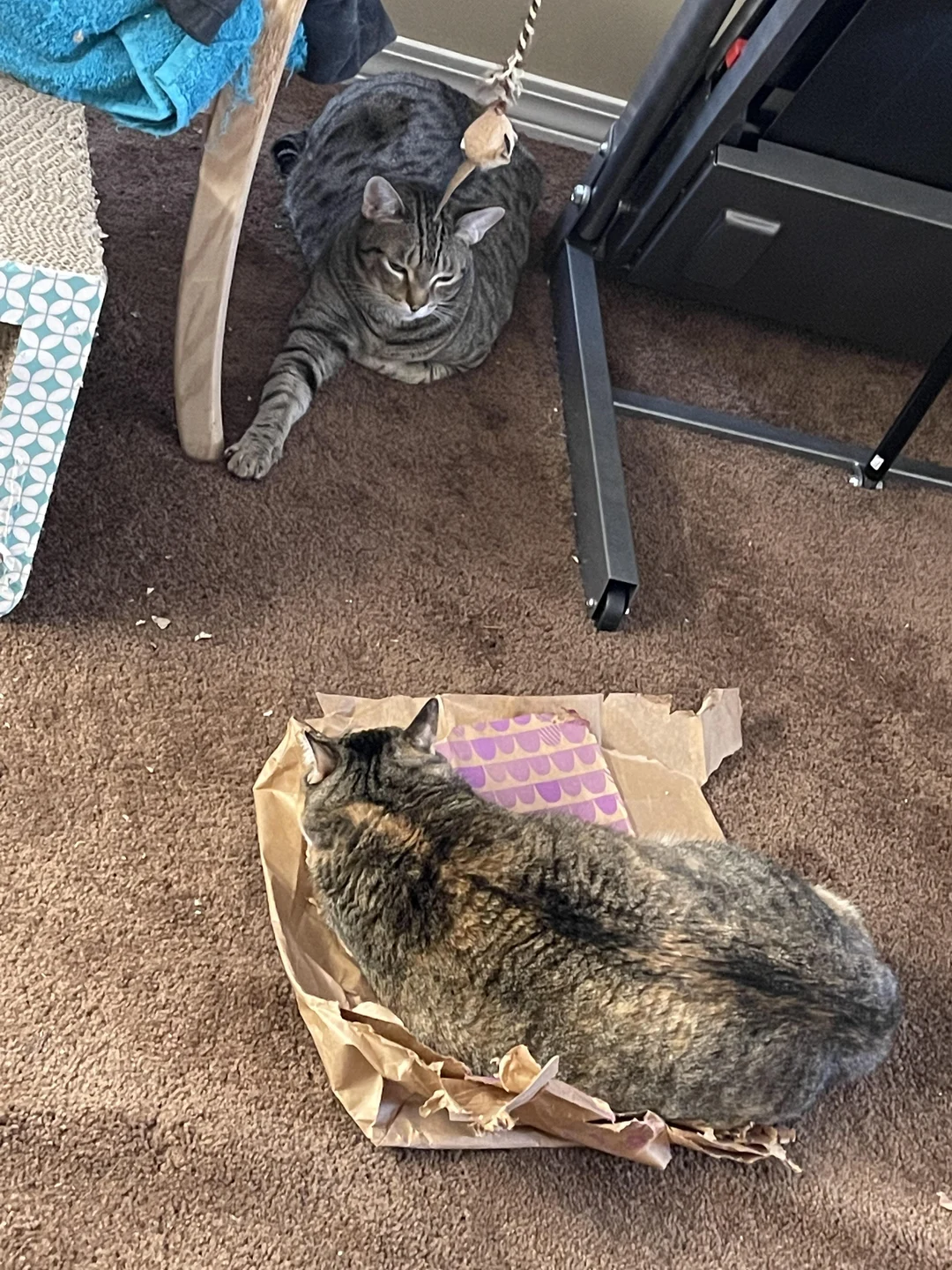 Lux and Little Puss show off their loaves | Scrolller