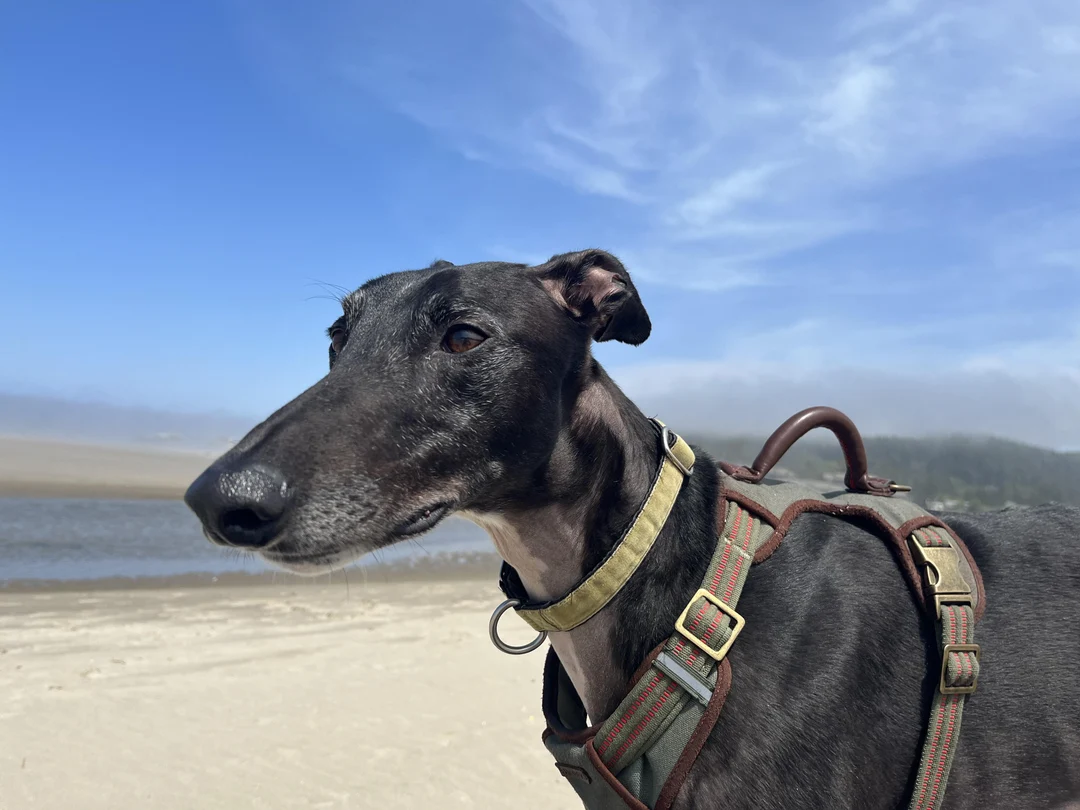 So full of woe. And sniffs. | Scrolller