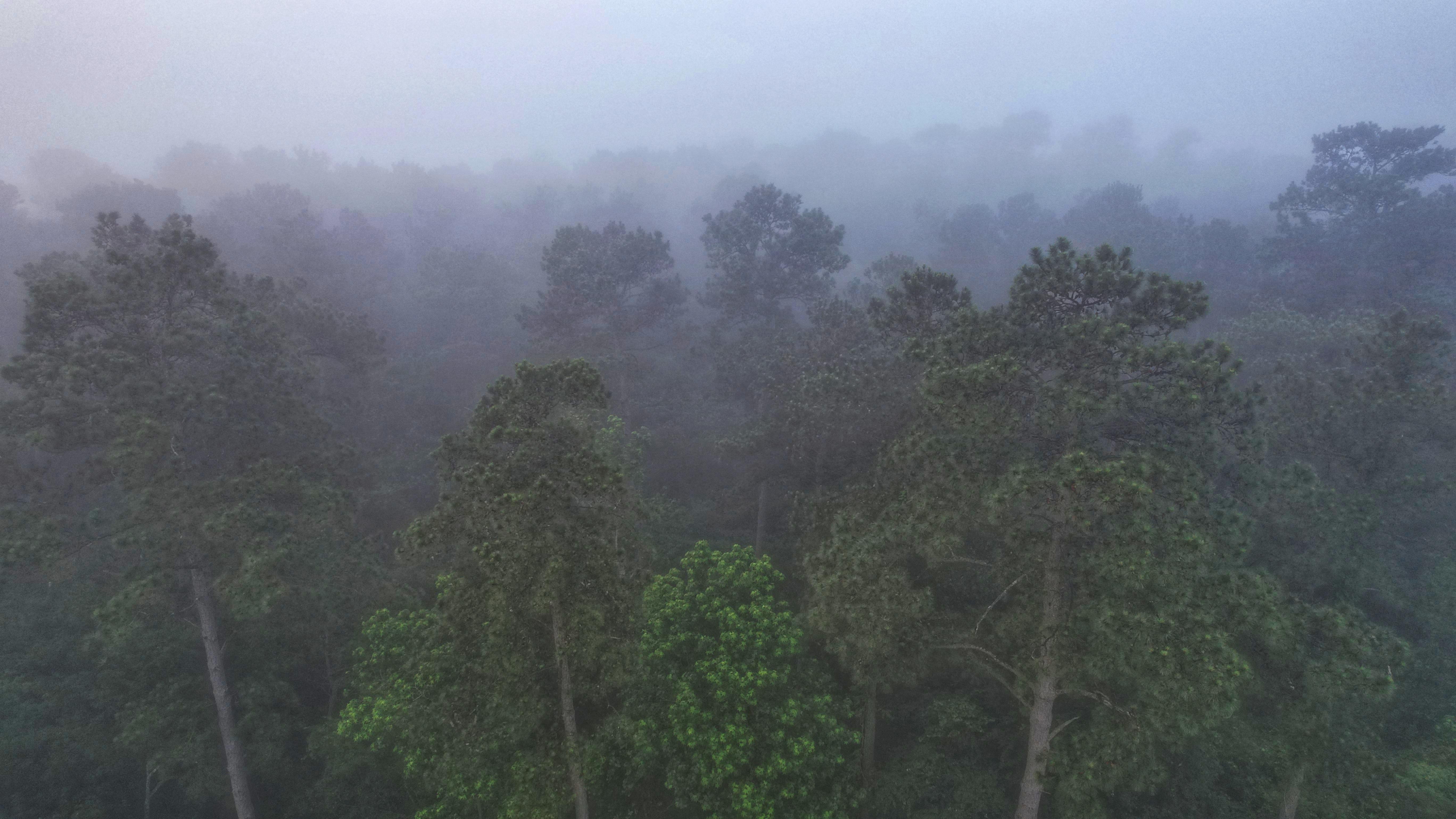 Foggy Forest This Morning [OC] | Scrolller