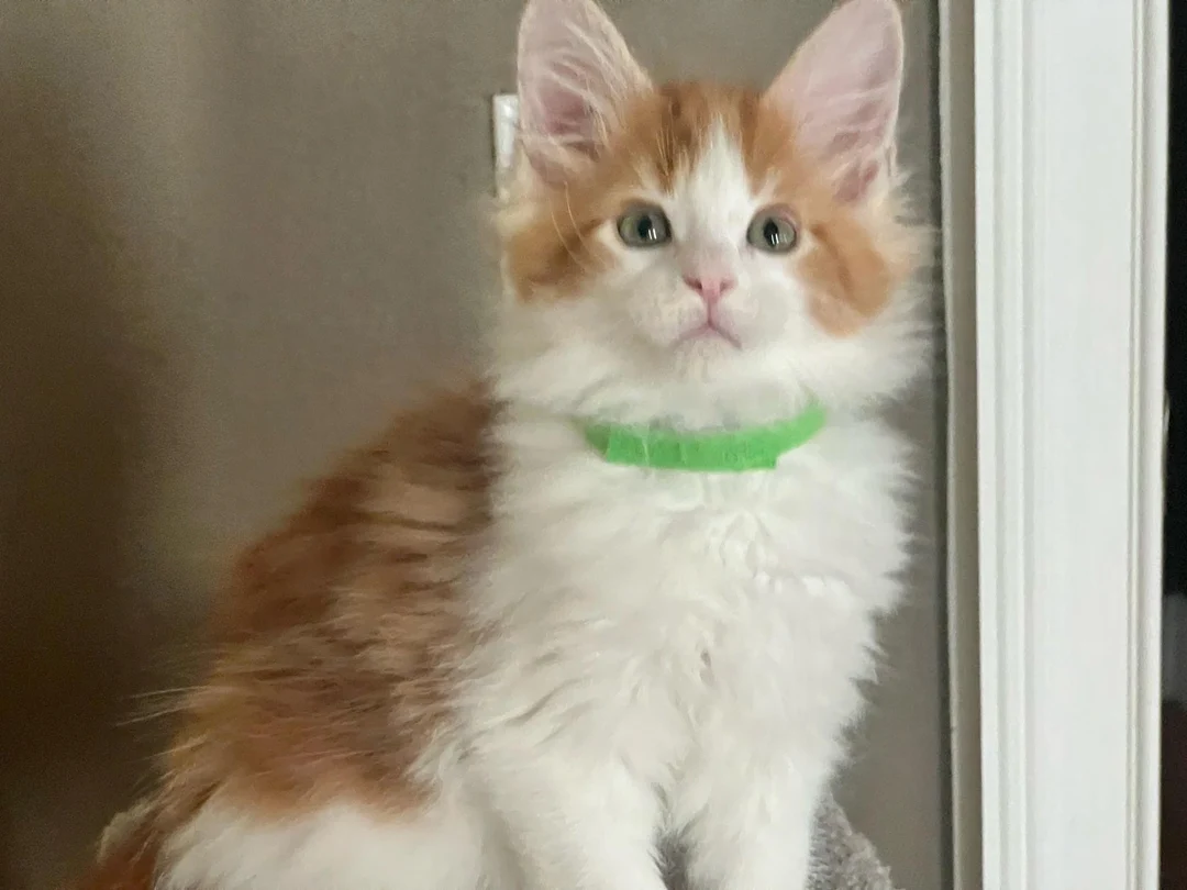 Our First Maine Bb | Scrolller