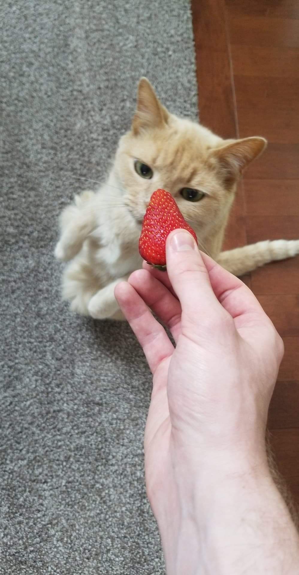 Just an old guy with his strawberry | Scrolller
