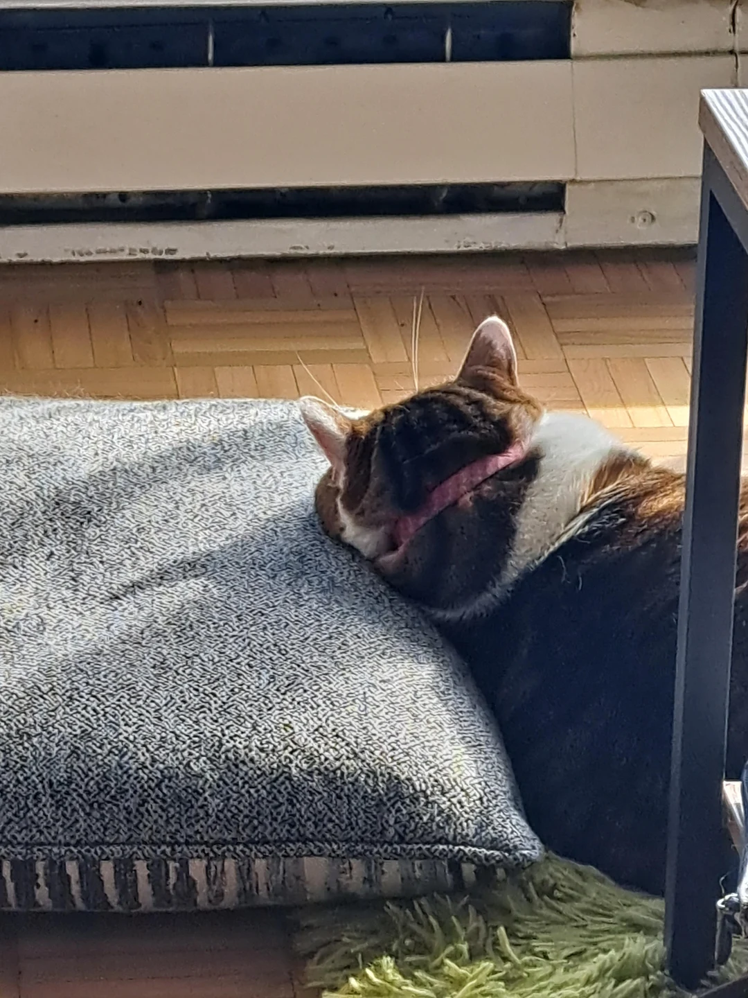 Rey taking a little nap | Scrolller