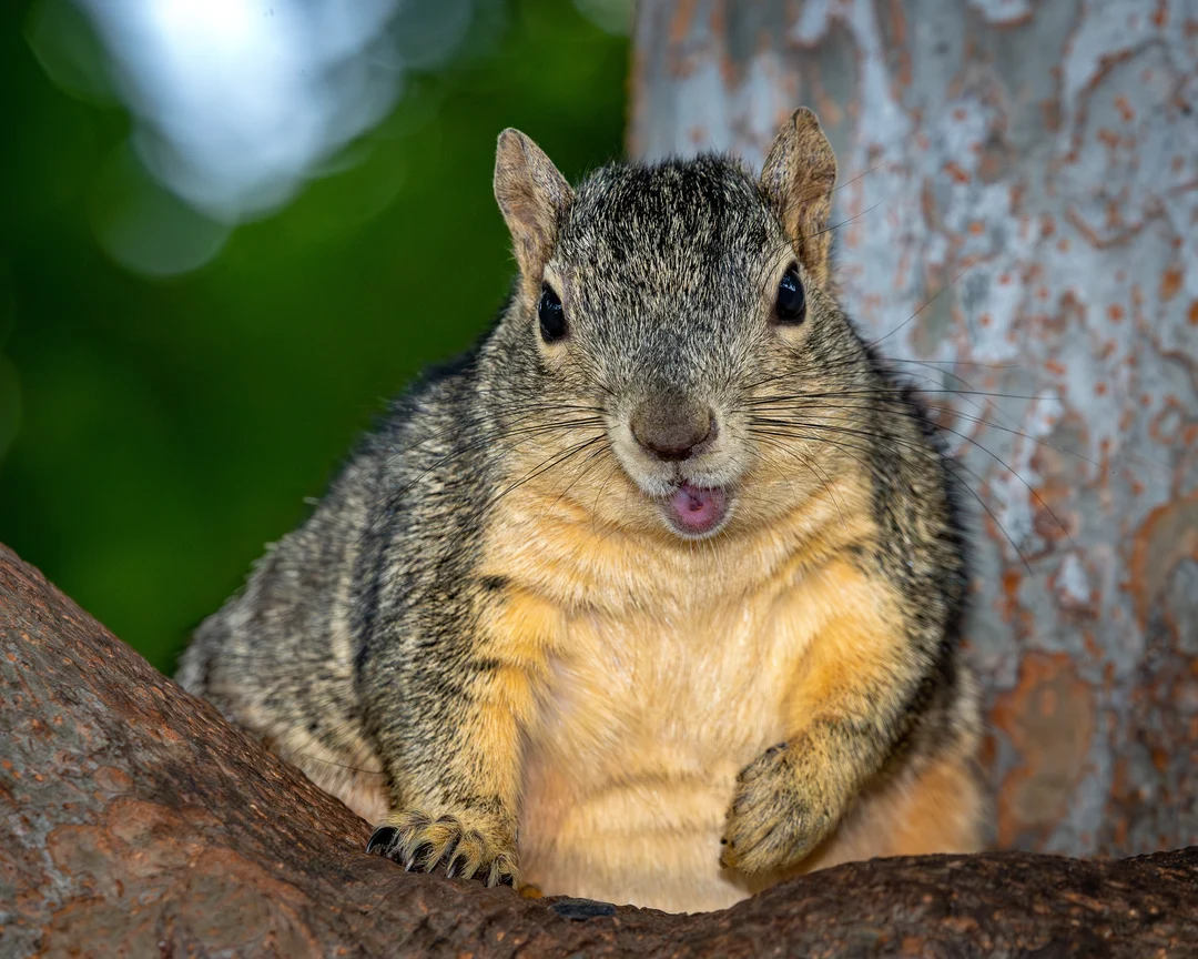 Super Happy Fun Time Squirrel | Scrolller