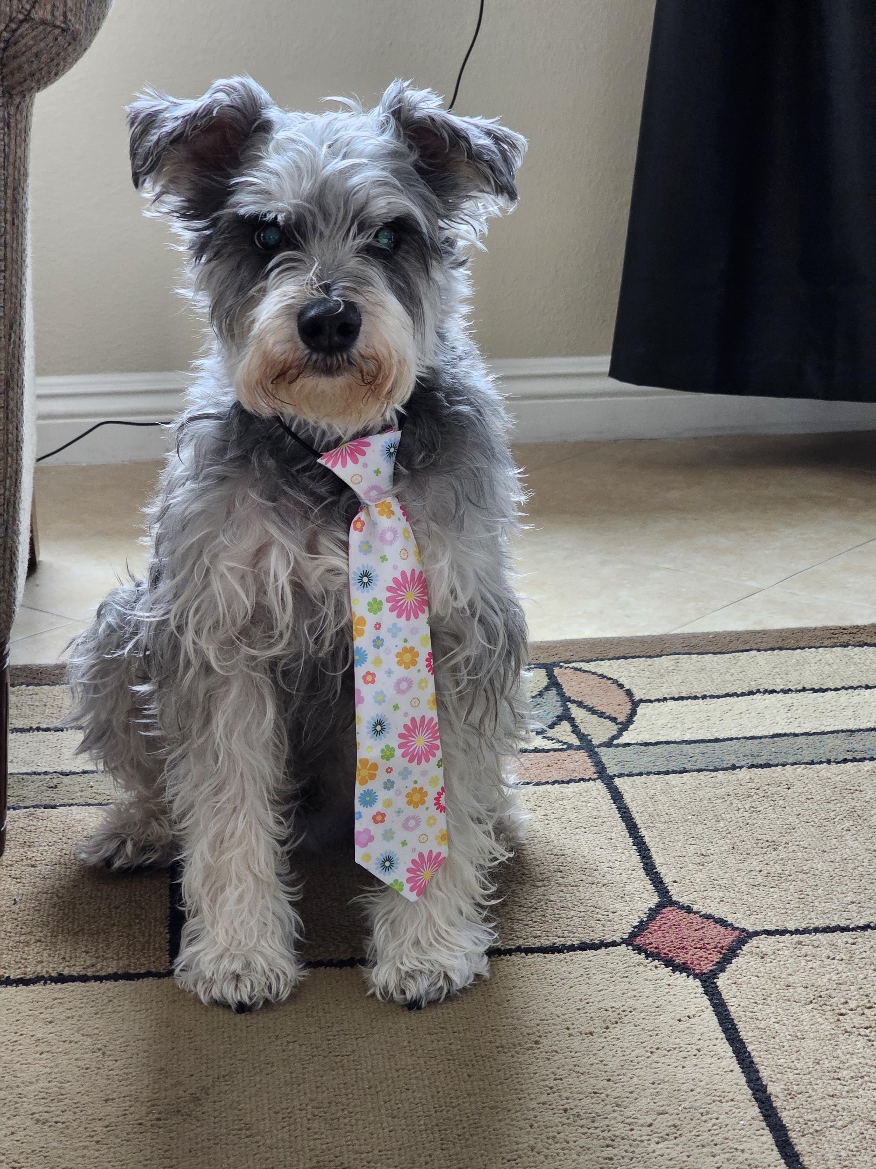 Tucker is ready for a Spring fling! Happy May Day, everyone! | Scrolller