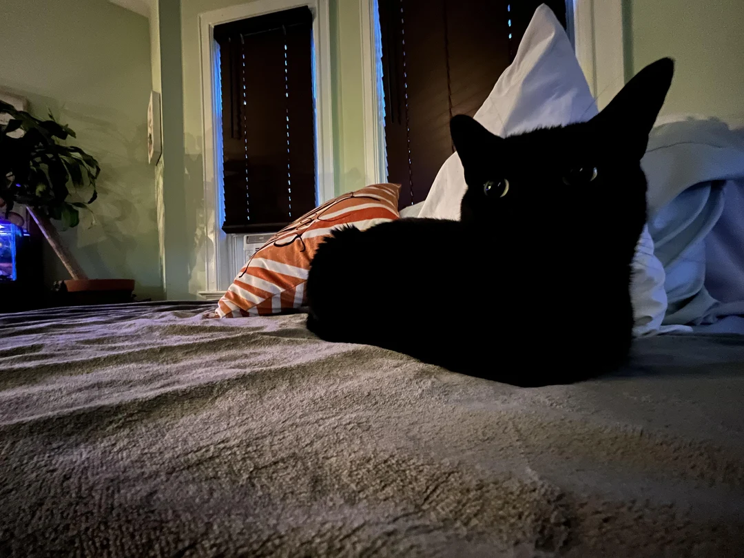 If a loaf and a void bred..they would yield exactly one Clef :3 | Scrolller