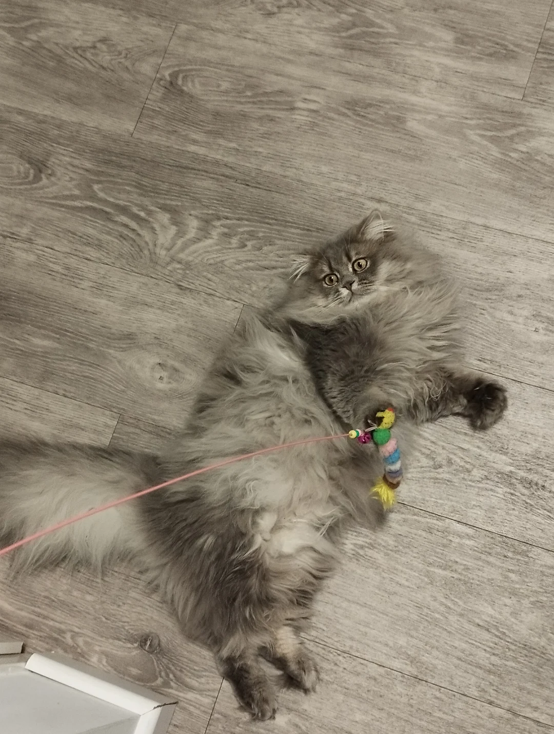 Playful floof | Scrolller