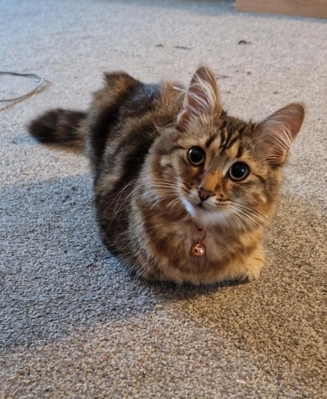 Ripley's loaf of floof bread | Scrolller