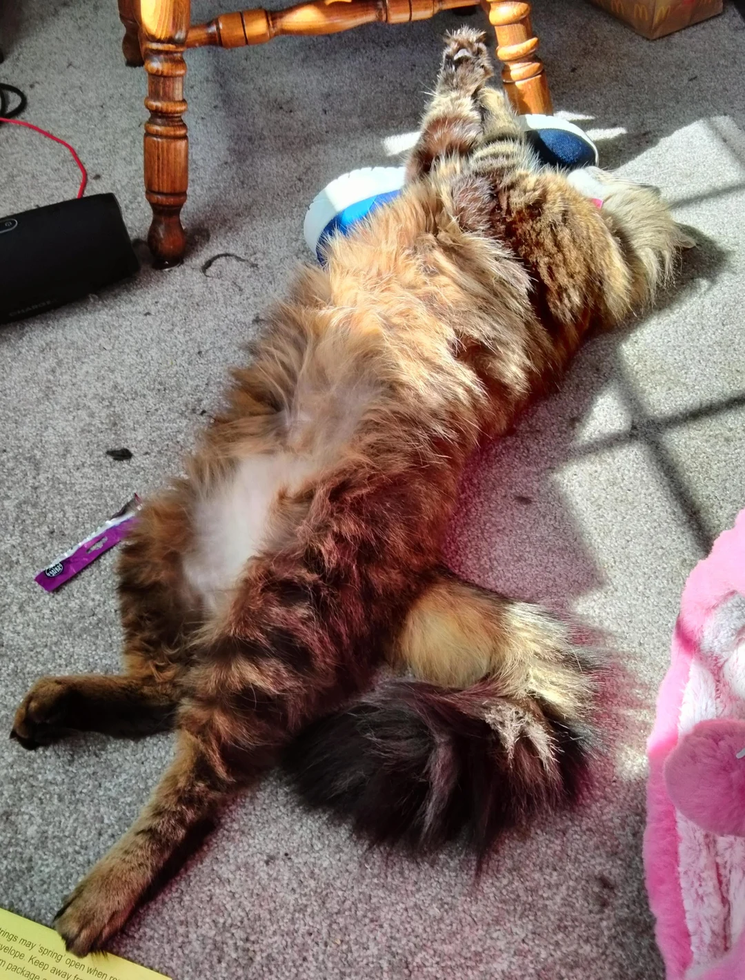 Floof belly | Scrolller