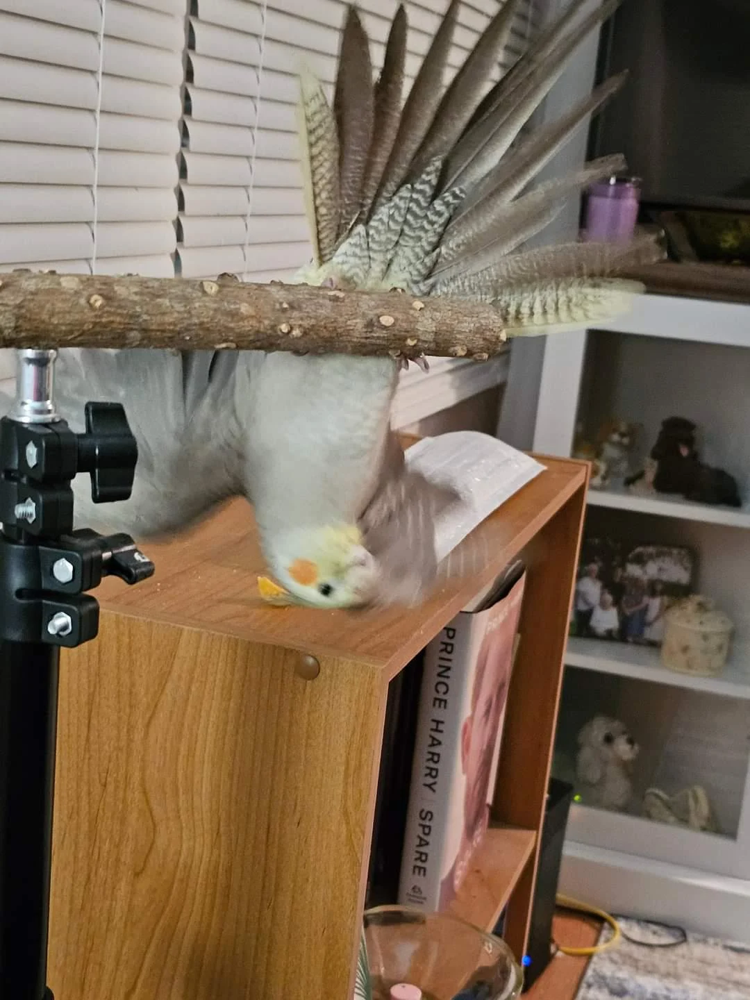 Here's my little Bella, doing some tricks for me😁 | Scrolller