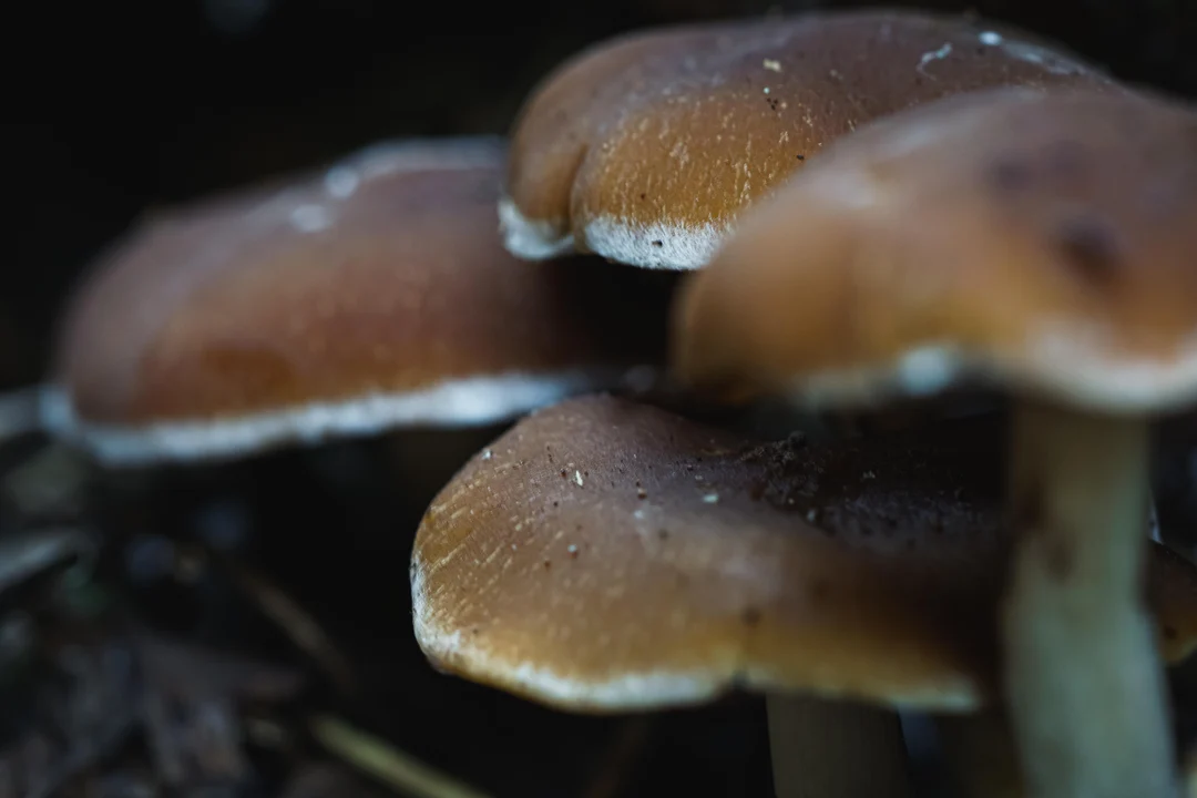 Mushrooms | Scrolller